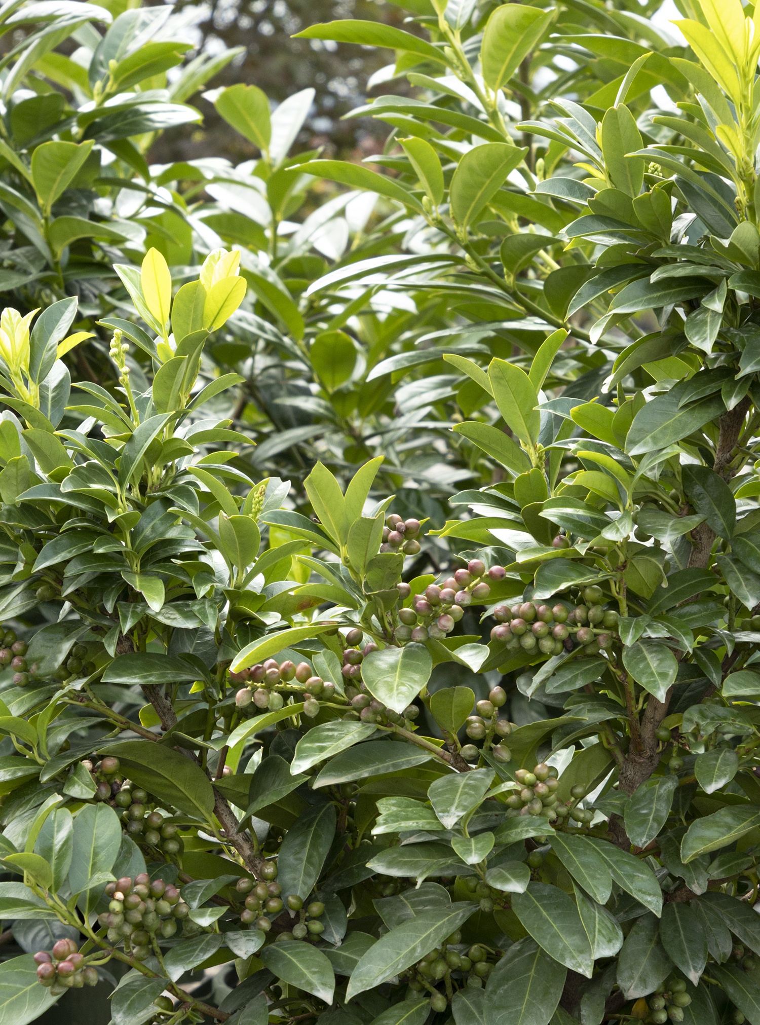 Volcano Cherry Laurel, Prunus laurocerasus 'JONG1' PP #29,889