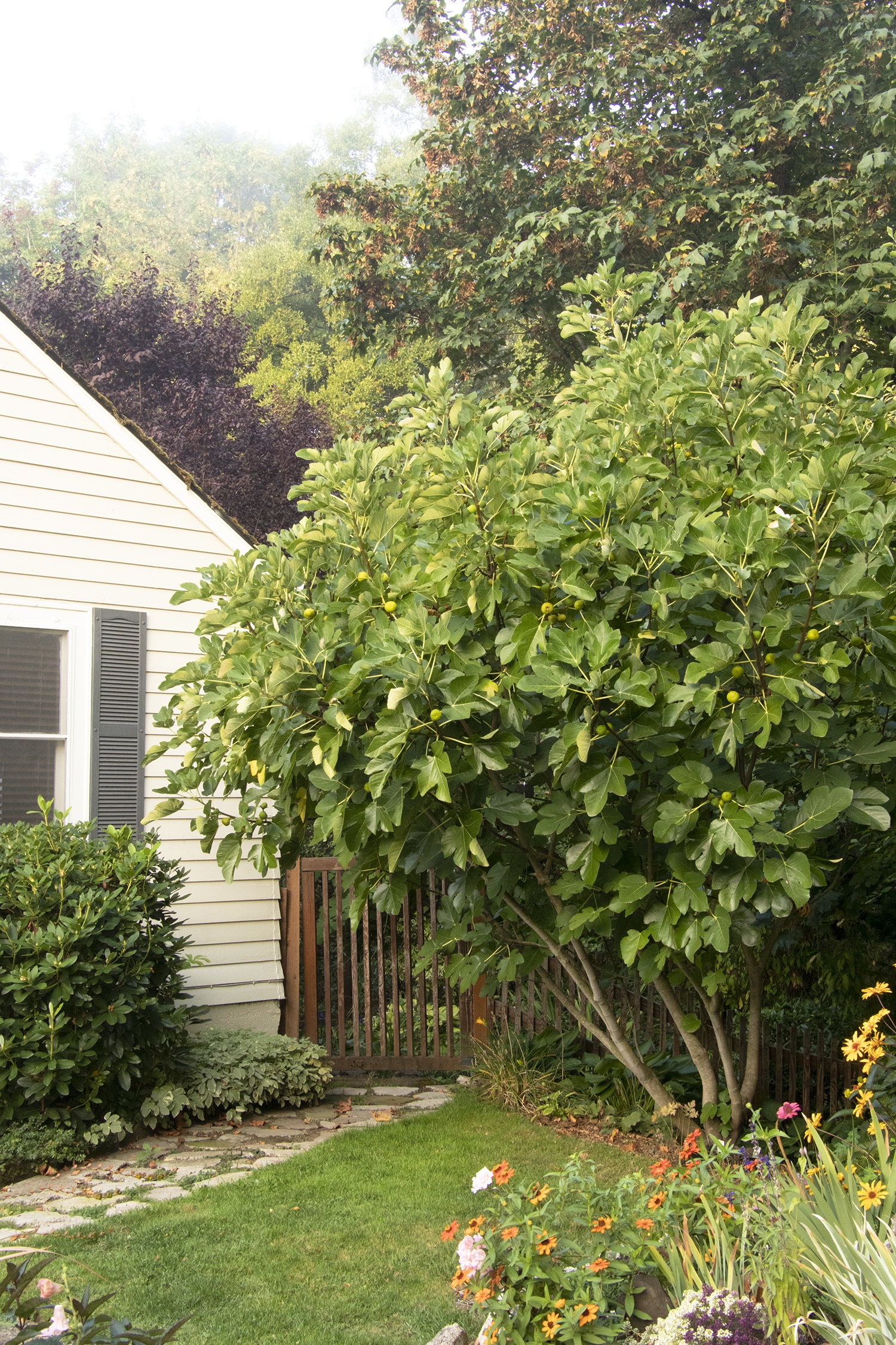 Kadota Fig, Ficus carica 'Kadota', Monrovia Plant