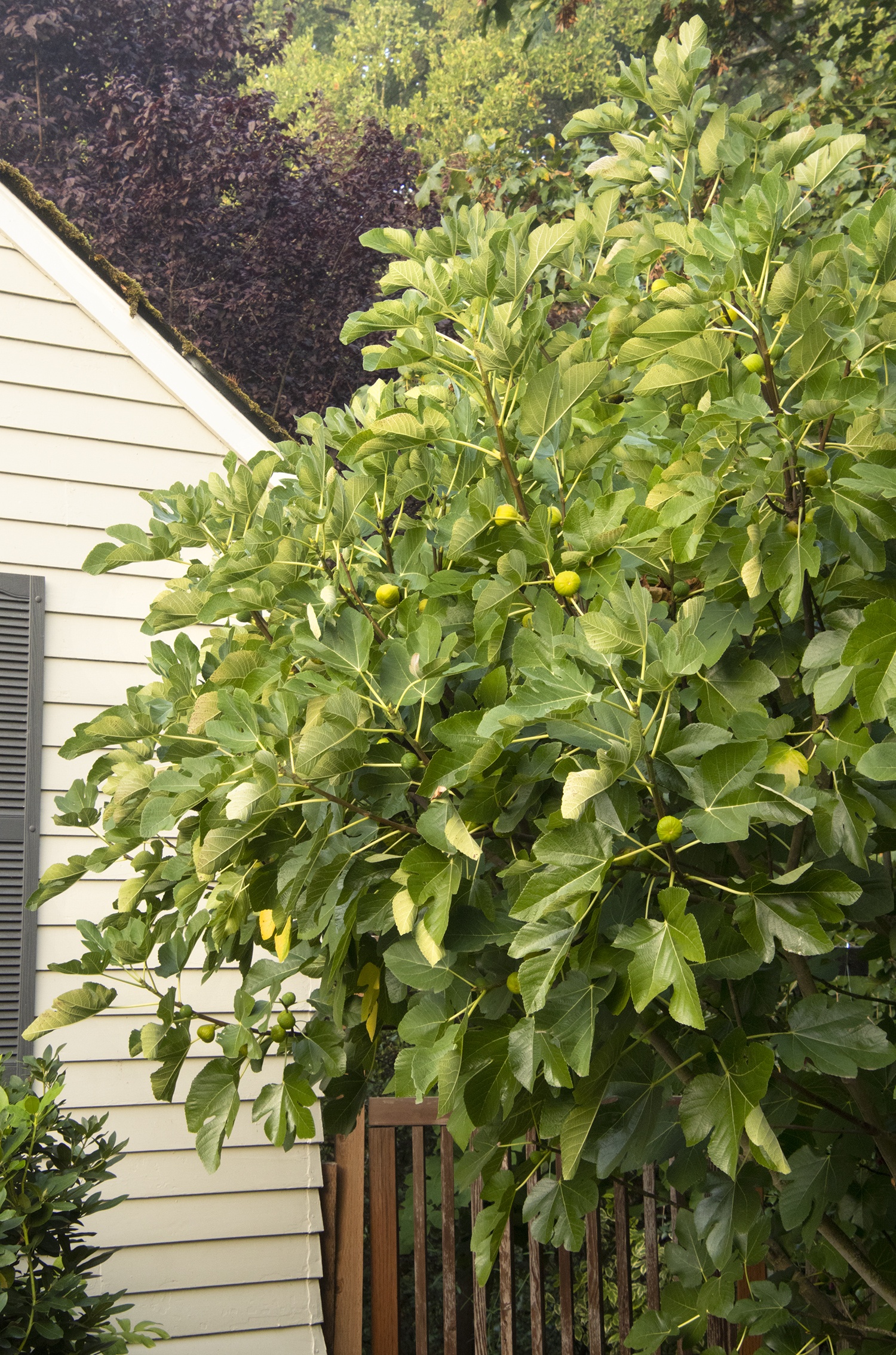 Kadota Fig, Ficus carica 'Kadota', Monrovia Plant