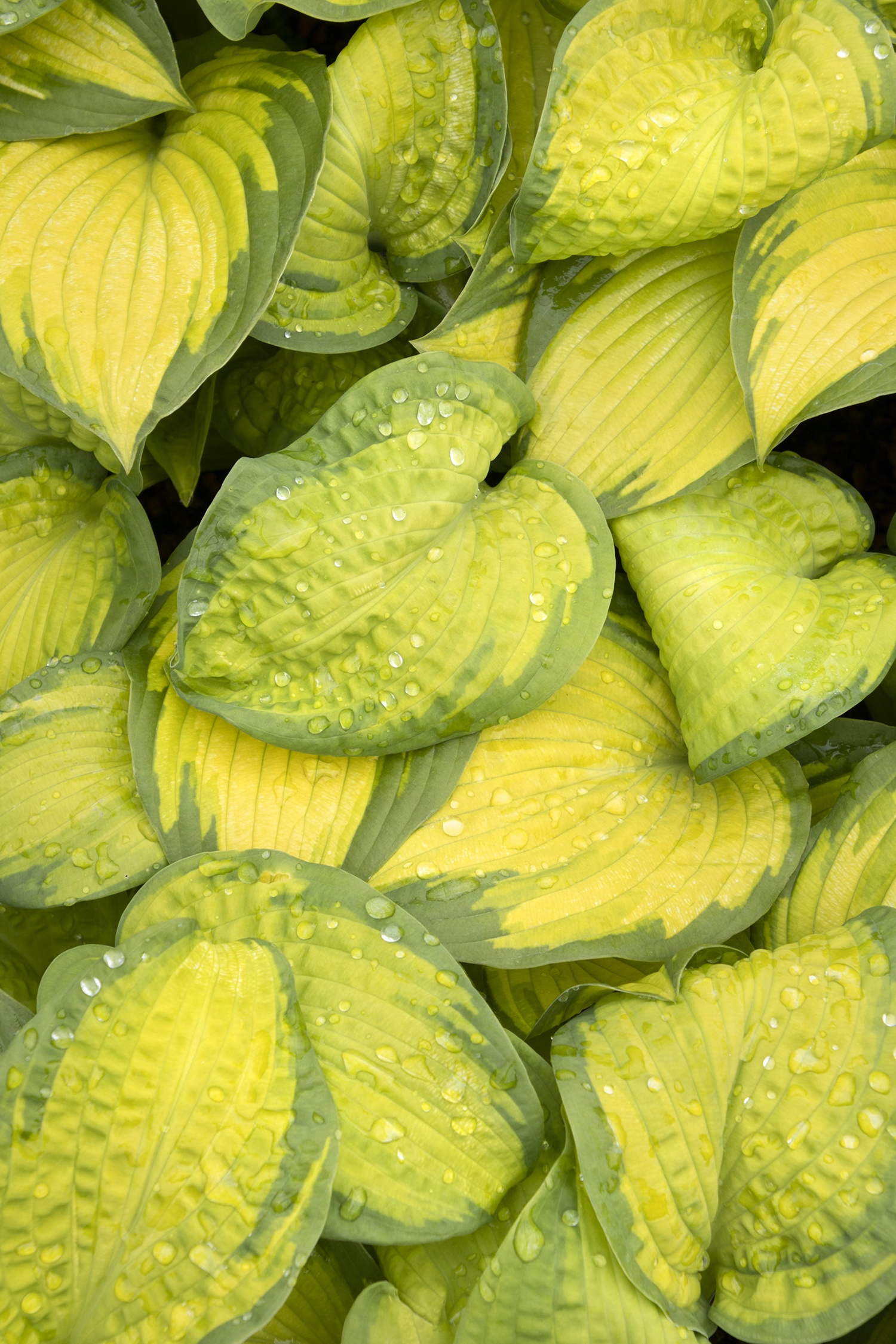 Brother Stefan Hosta, Hosta x 'Brother Stefan', Monrovia Plant