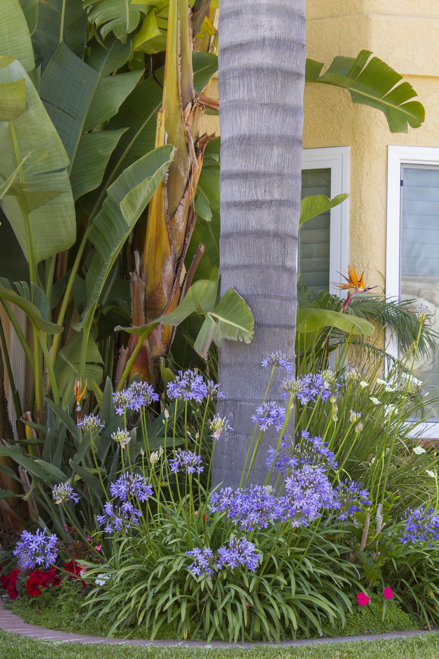 Queen Anne Agapanthus, Agapanthus africanus 'Queen Anne', Monrovia Plant