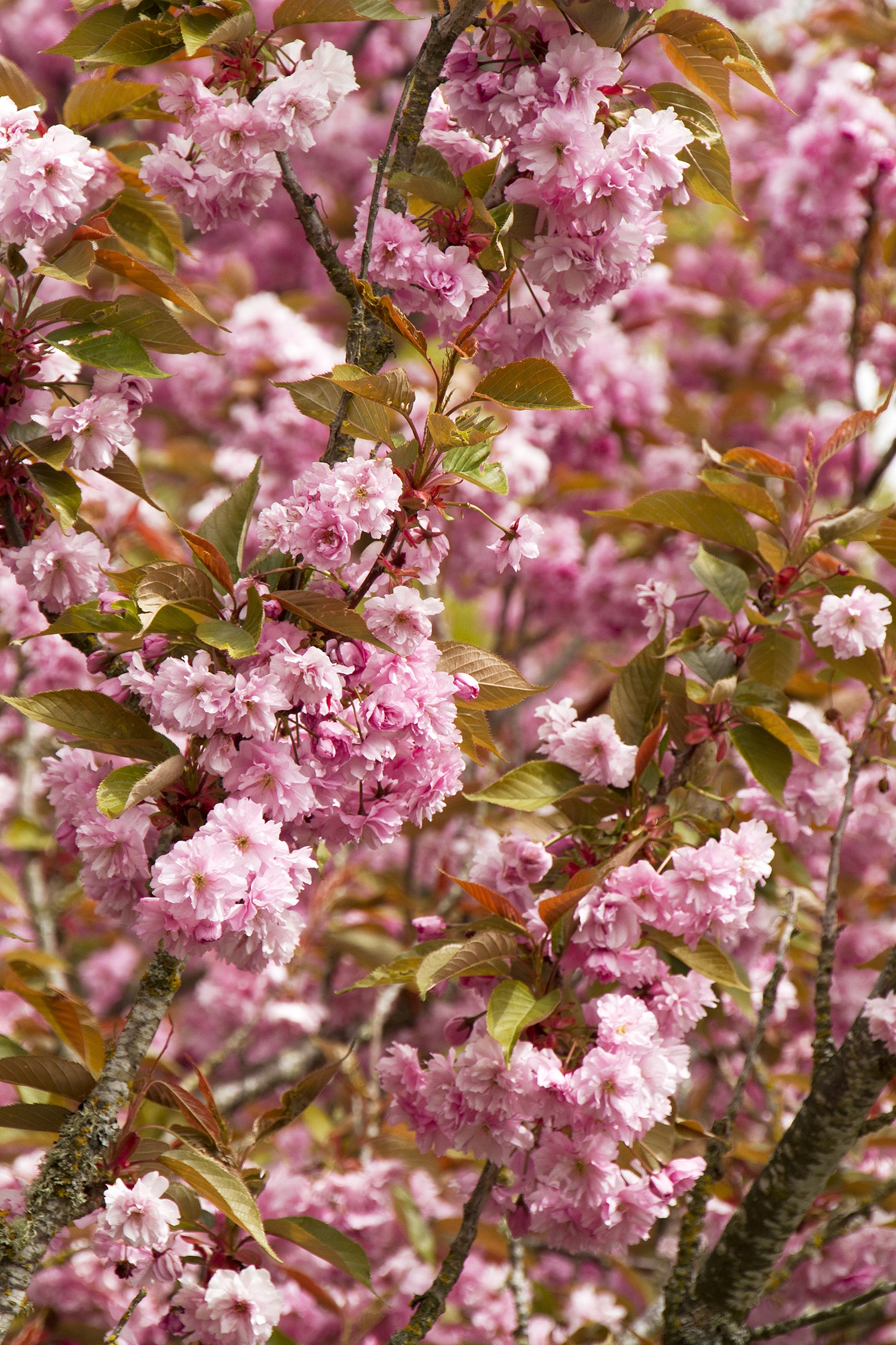 Kwanzan Flowering Cherry, Prunus serrulata 'Kwanzan', Monrovia Plant