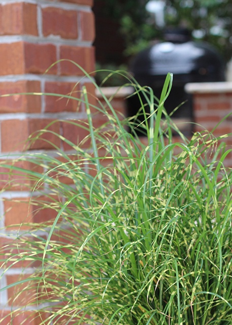 Bandwidth Maiden Grass, Miscanthus sinensis 'NCMS2B' PP #29,460