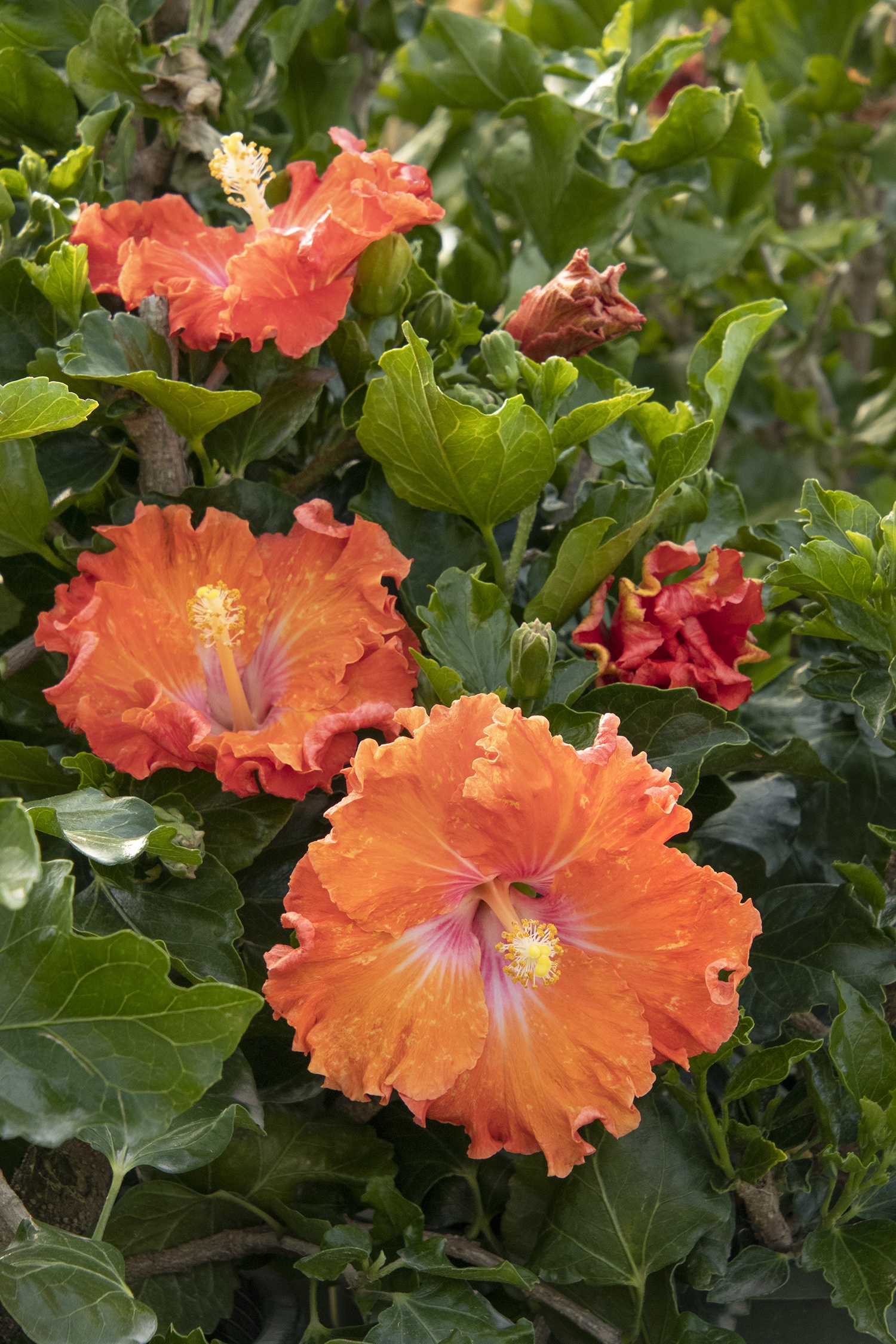 Fiesta Hibiscus, Hibiscus rosa-sinensis 'Fiesta', Monrovia Plant