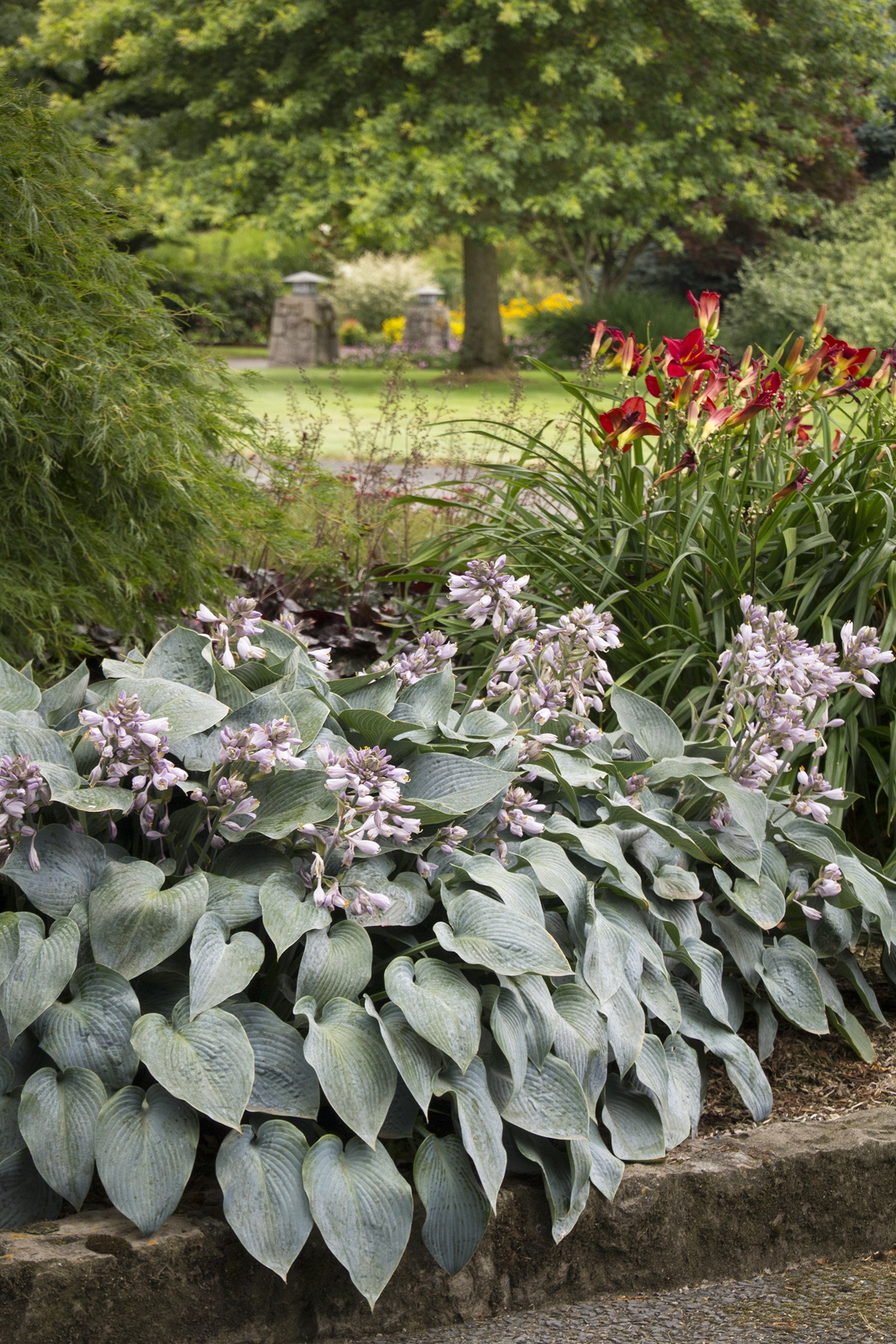 Halcyon Hosta, Hosta x (Tardiana Group) 'Halcyon', Monrovia Plant