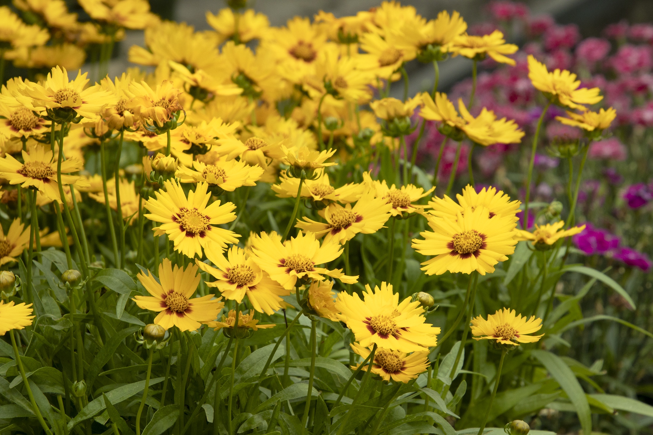 Solanna™ Bright Touch Coreopsis, Coreopsis grandiflora 'Bright Touch'
