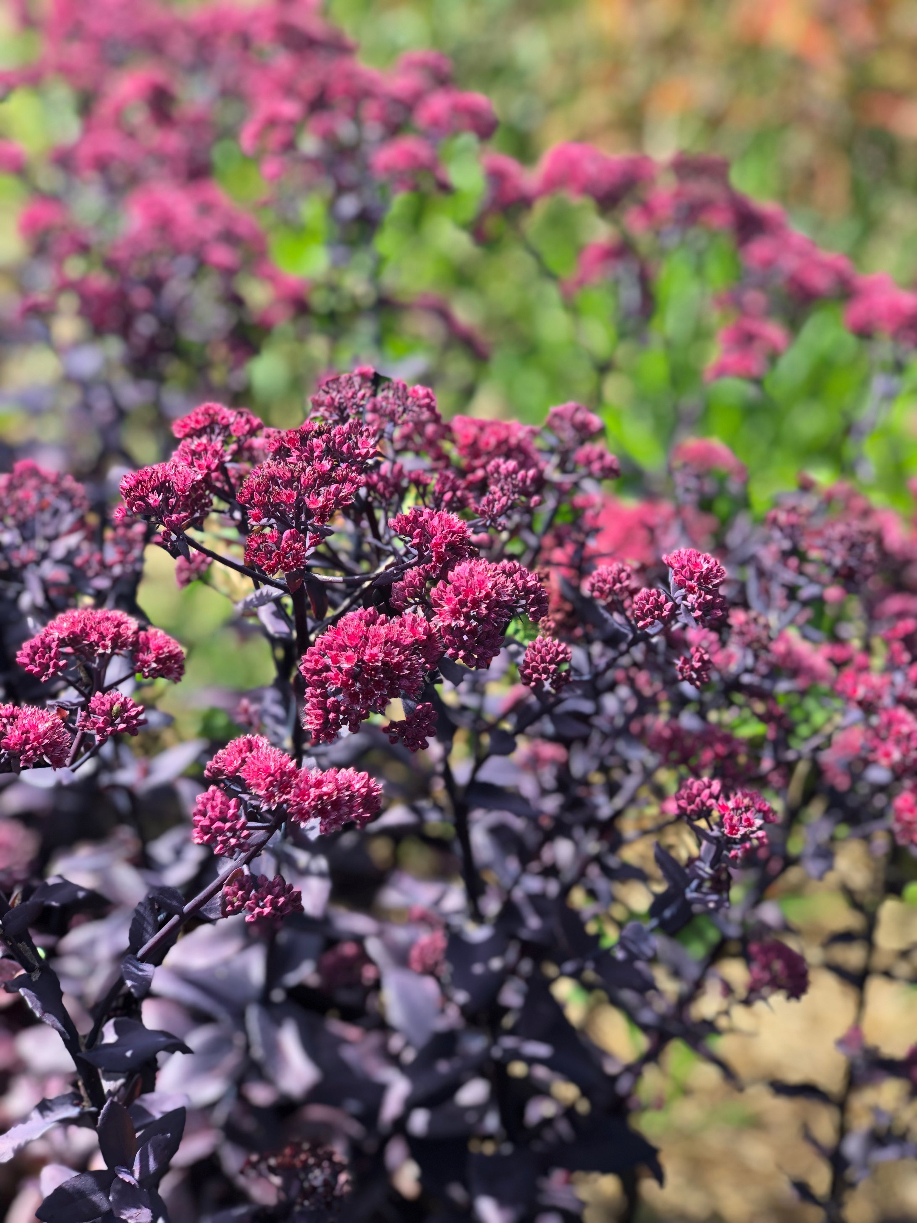 Mojave Jewels™ Ruby Sedum, Sedum 'Ruby' Plant Patent Applied For