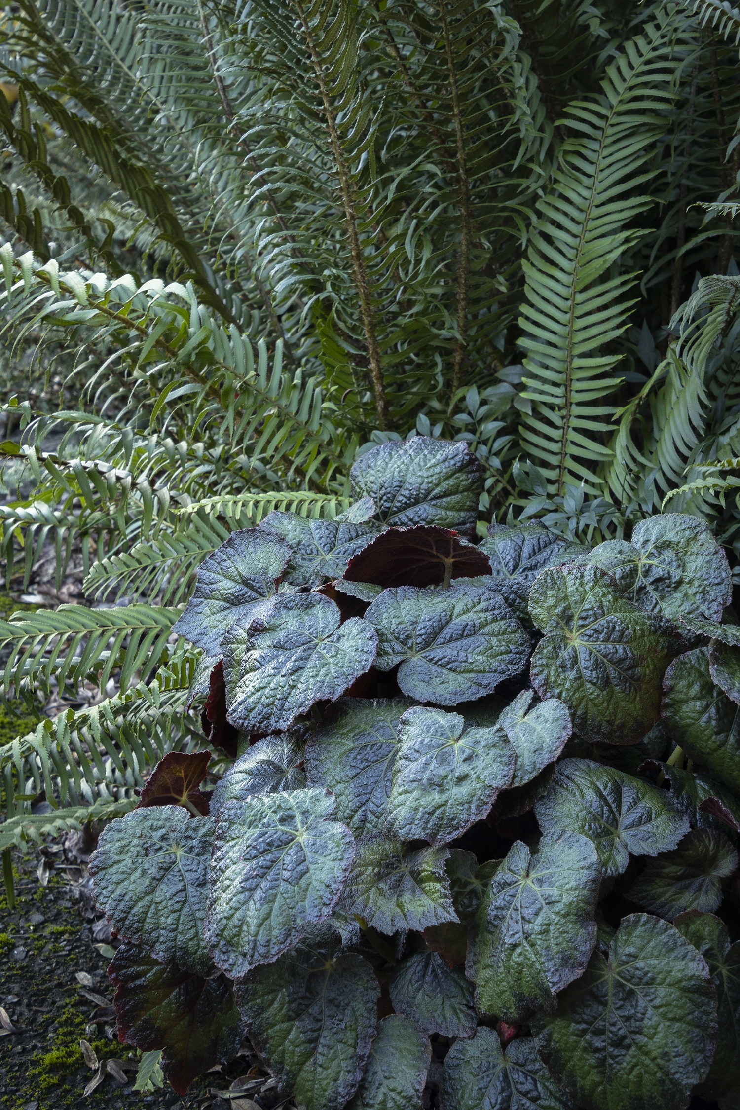 Tectonic® Pangea Begonia, Begonia markiana 'DJHAP18090', Monrovia Plant
