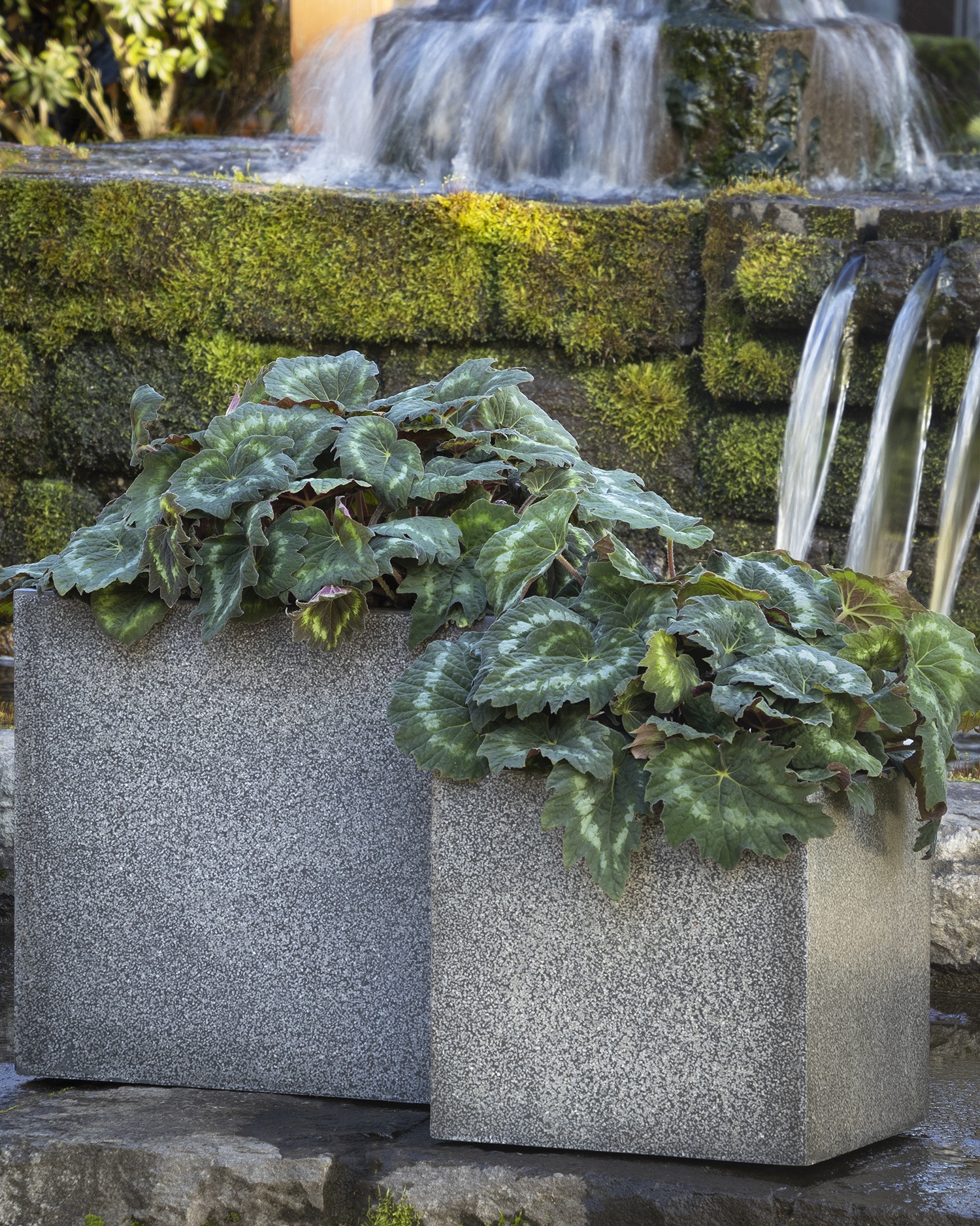 Tectonic® Asteroid Begonia, Begonia annulata 'DJHAP18066', Monrovia Plant