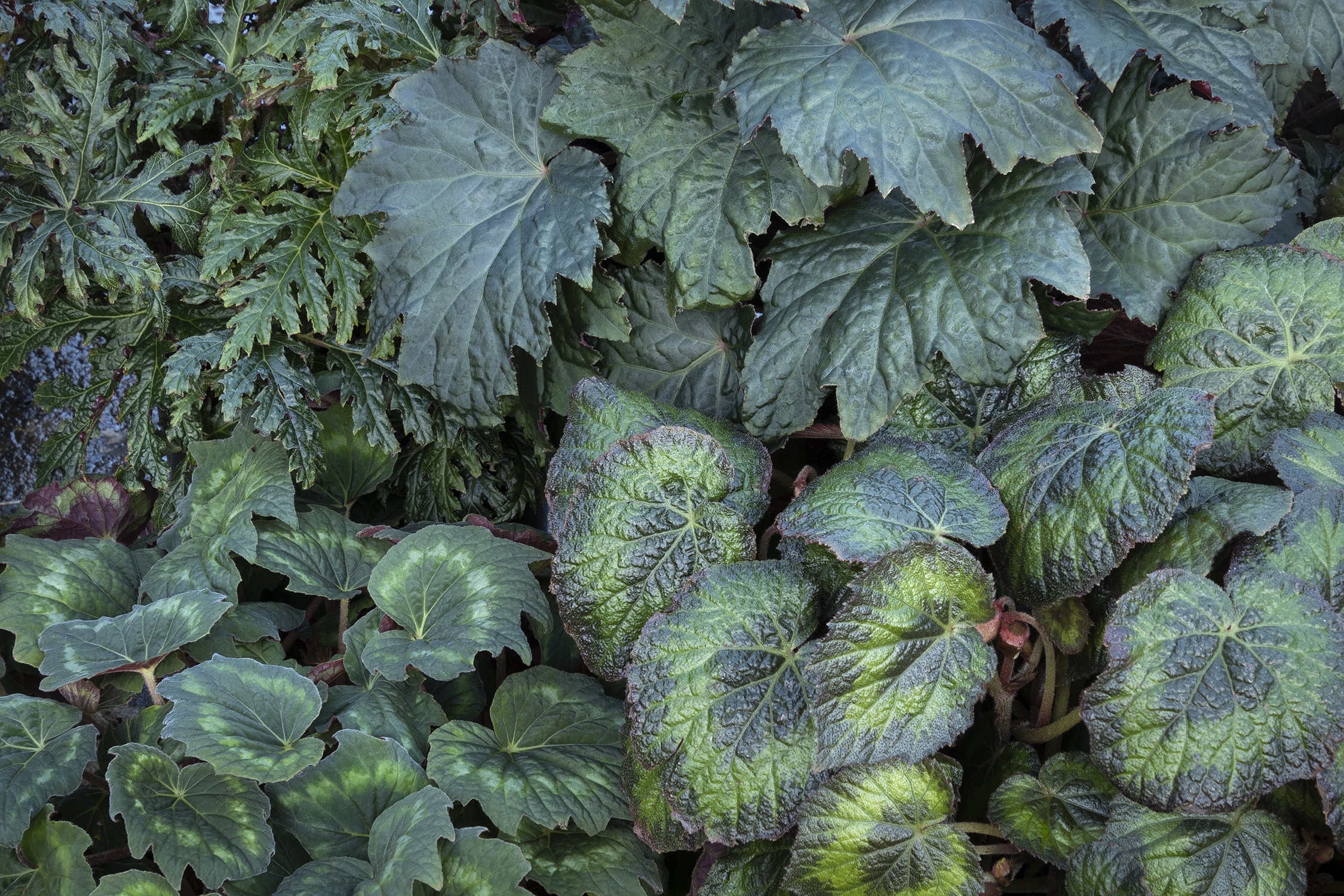 Tectonic® Asteroid Begonia, Begonia annulata 'DJHAP18066', Monrovia Plant
