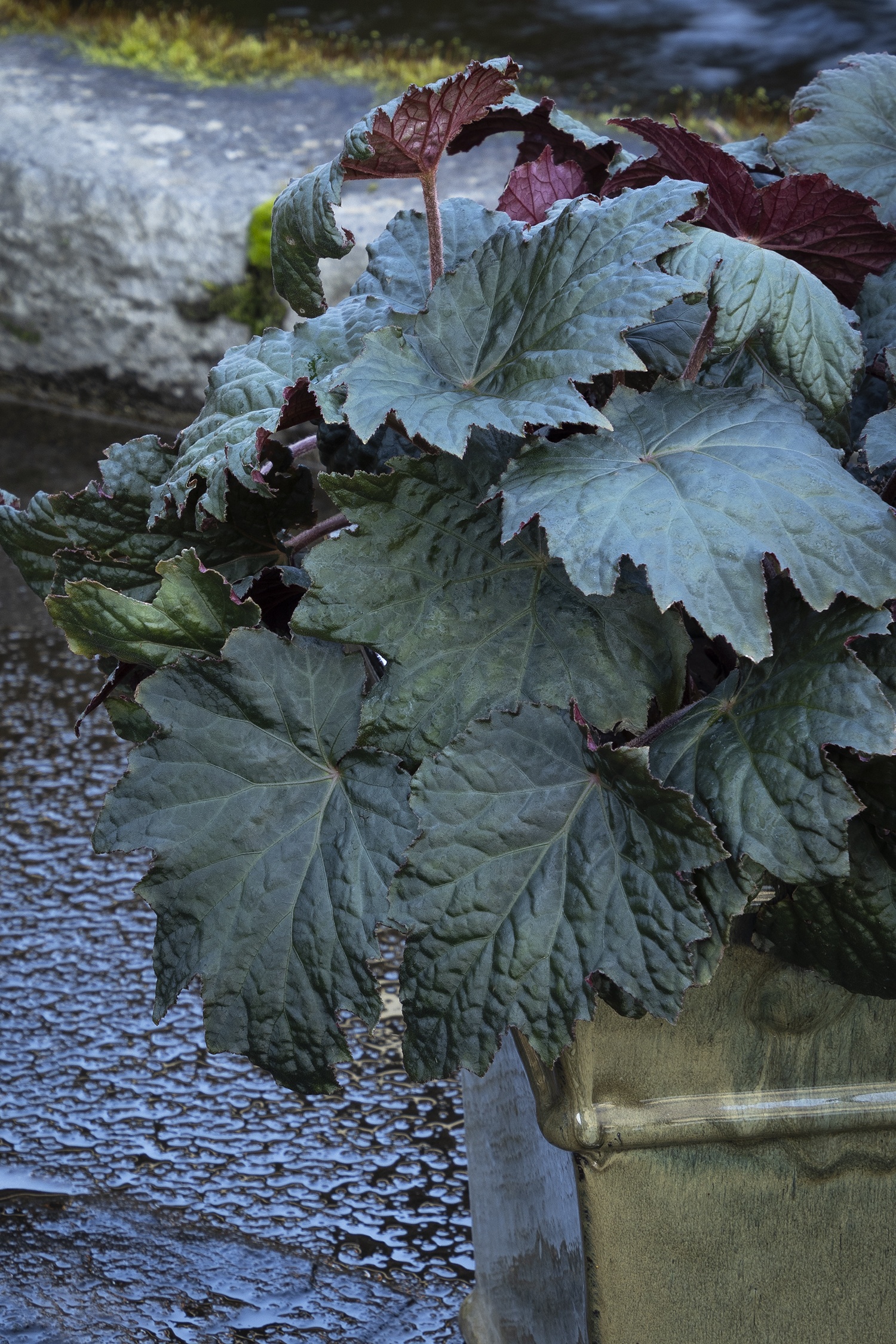 Tectonic® Magma Begonia, Begonia 'DJHAP18003', Monrovia Plant