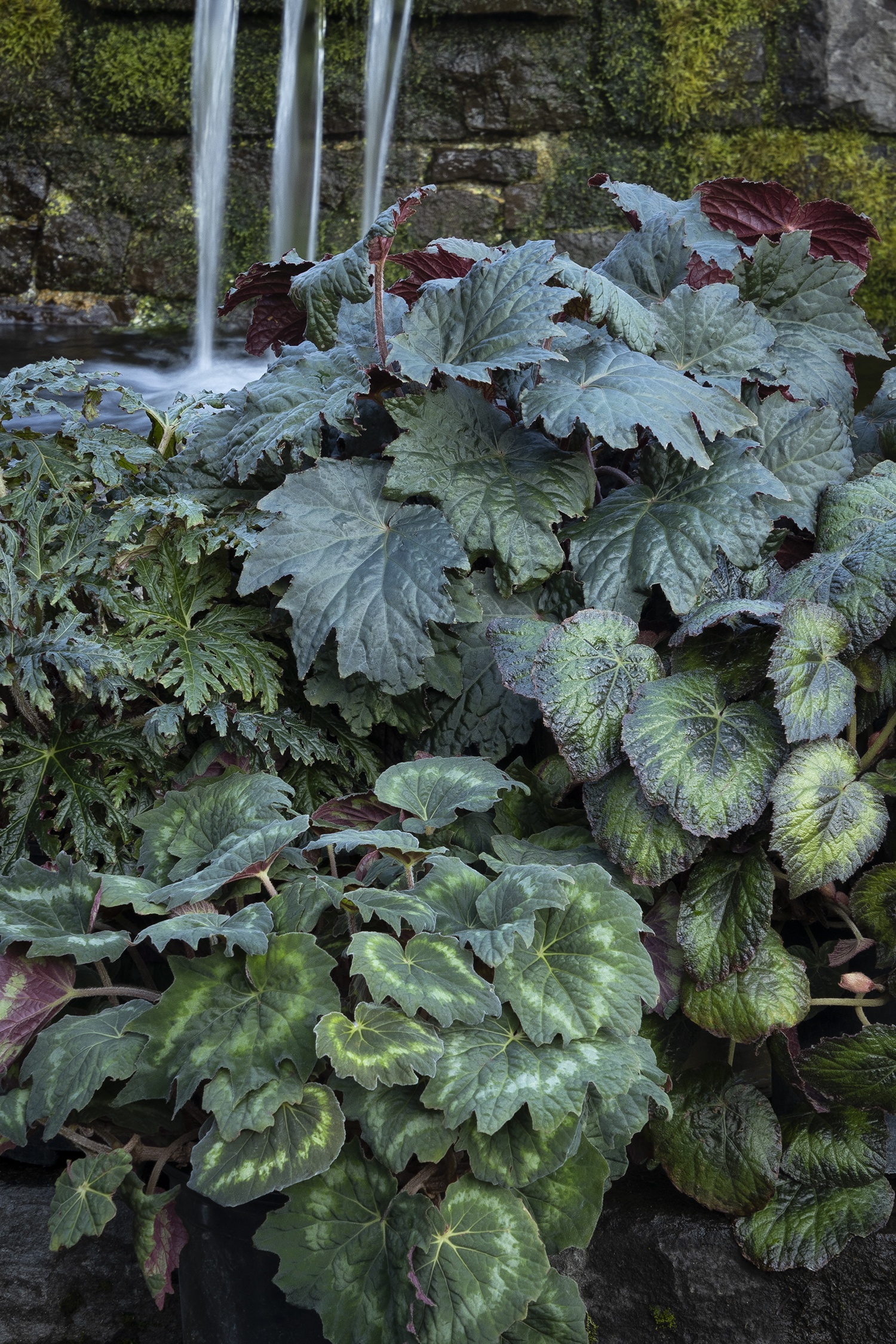 Tectonic® Magma Begonia, Begonia adscendens 'DJHAP18003', Monrovia Plant