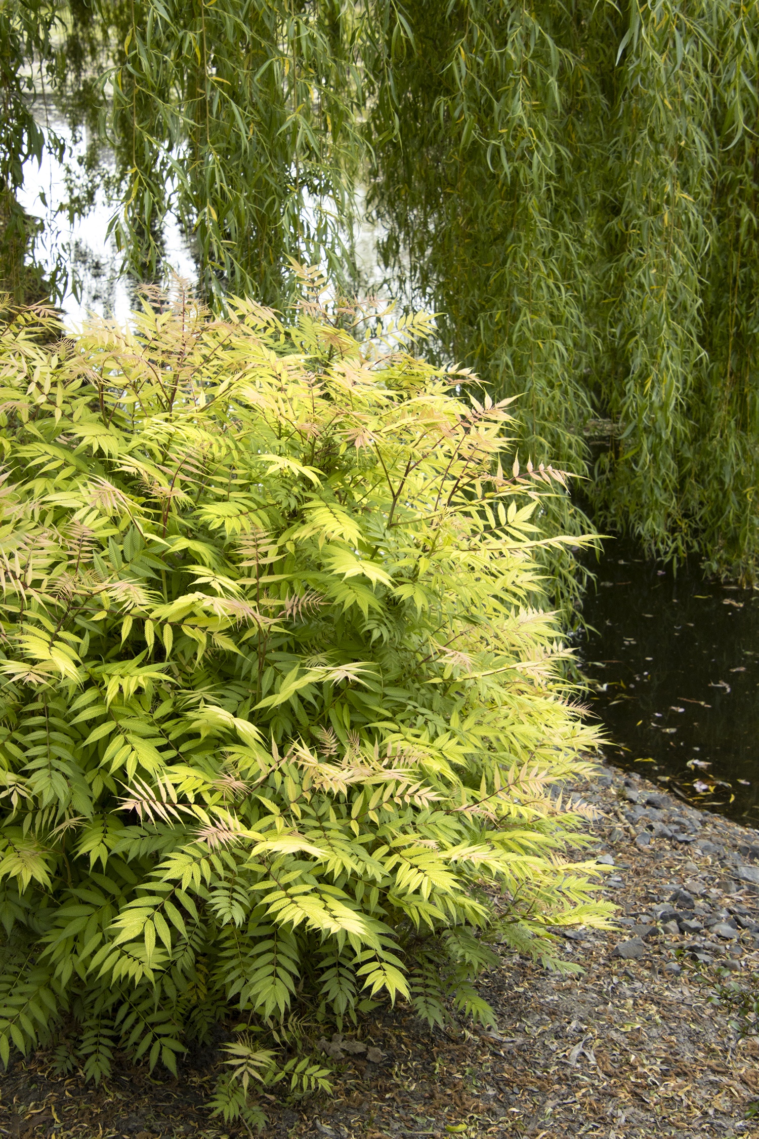 Sem False Spirea, Sorbaria sorbifolia 'Sem' PP #16,336, Monrovia Plant