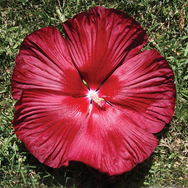 Honeymoon™ Deep Red Hibiscus, Hibiscus moscheutos 'Ambizu'