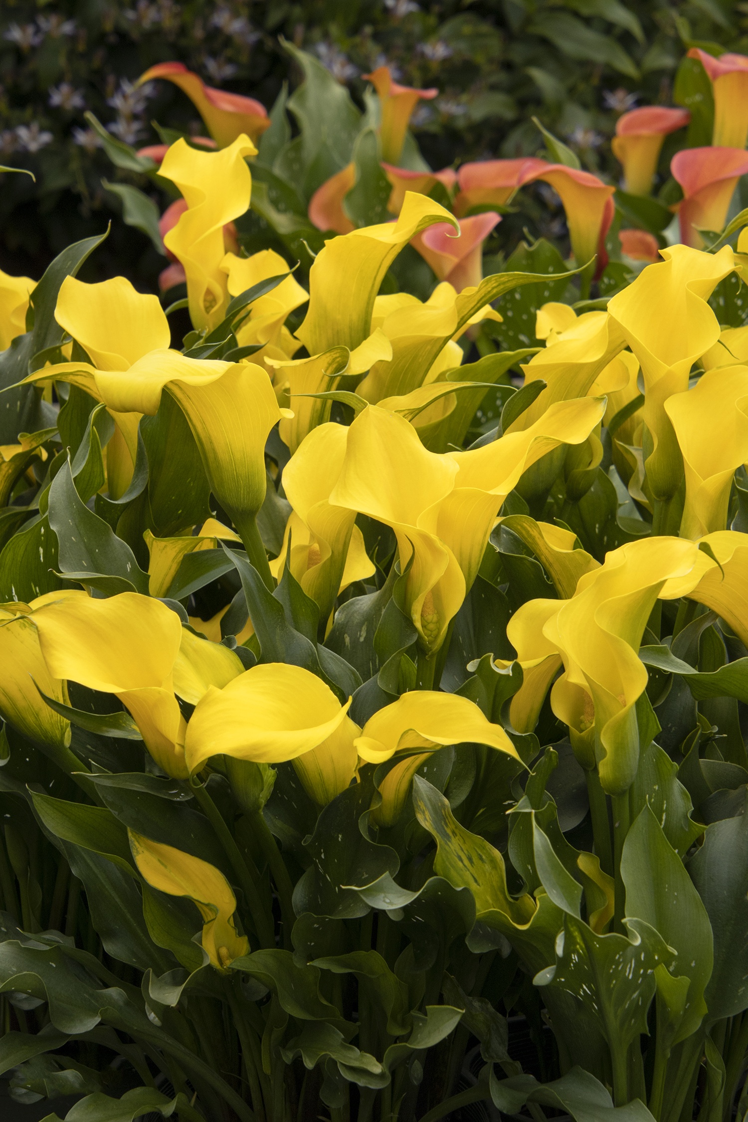 Captain Solo Calla Lily, Zantedeschia 'Captain Solo' PP #26,702