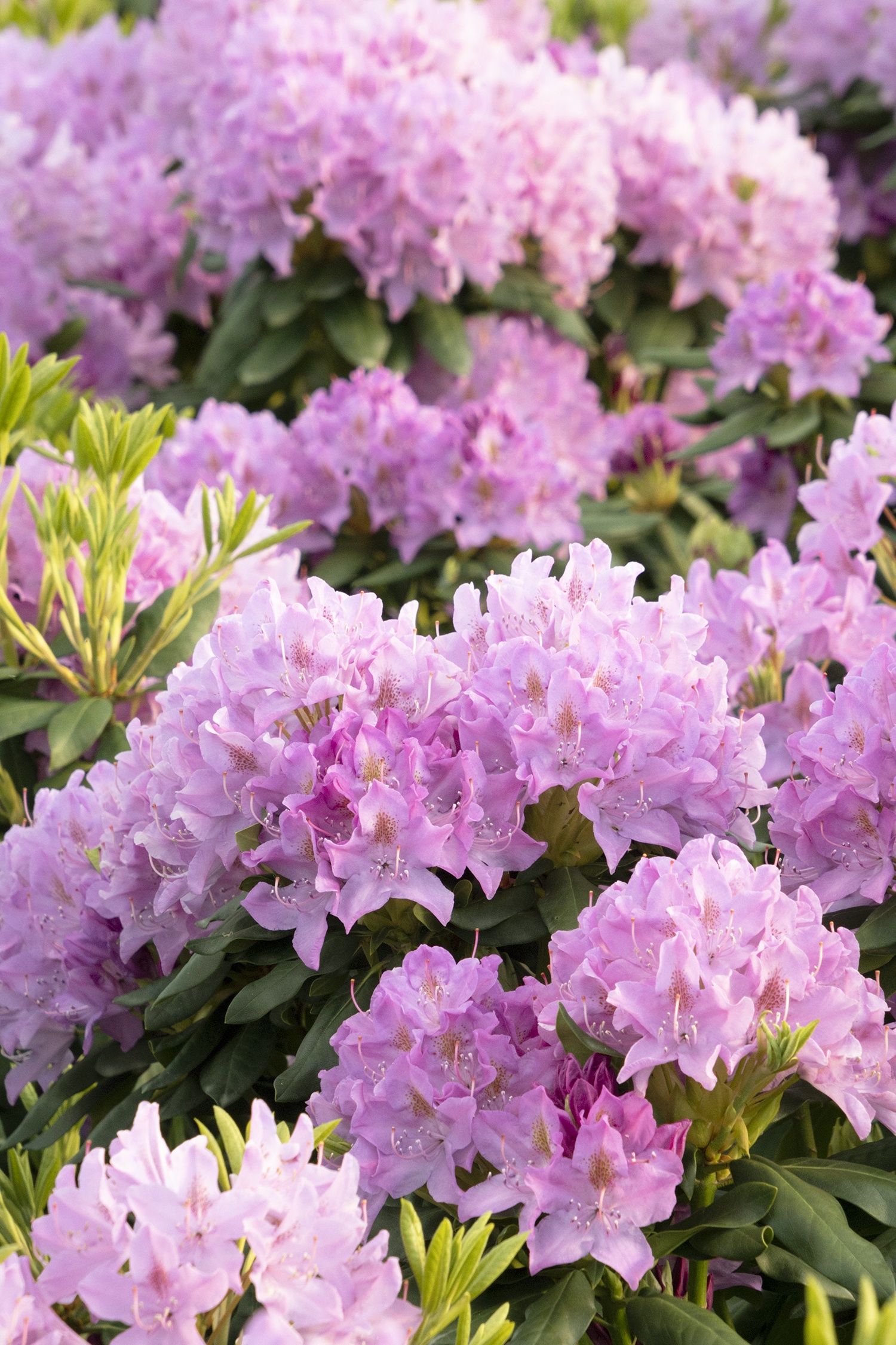 Pink Treasure Rhododendron, Rhododendron kaempferi 'Pink Treasure'