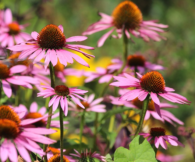 Magnus Purple Coneflower, Echinacea purpurea 'Magnus', Monrovia Plant