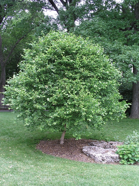 Fox Valley® Dwarf River Birch, Betula nigra 'Little King', Monrovia Plant