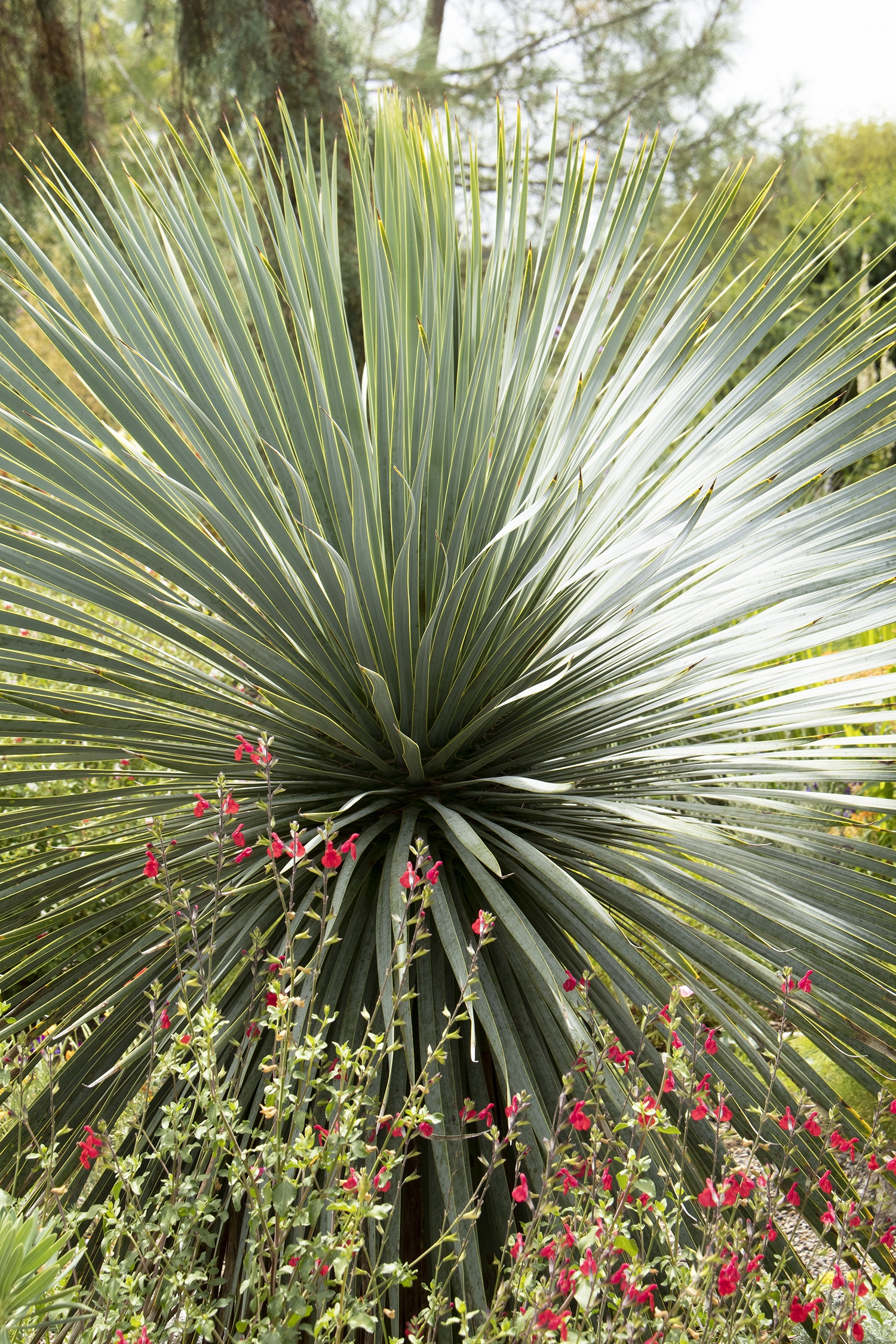 Sapphire Skies Beaked Blue Yucca, Yucca rostrata 'Sapphire Skies'