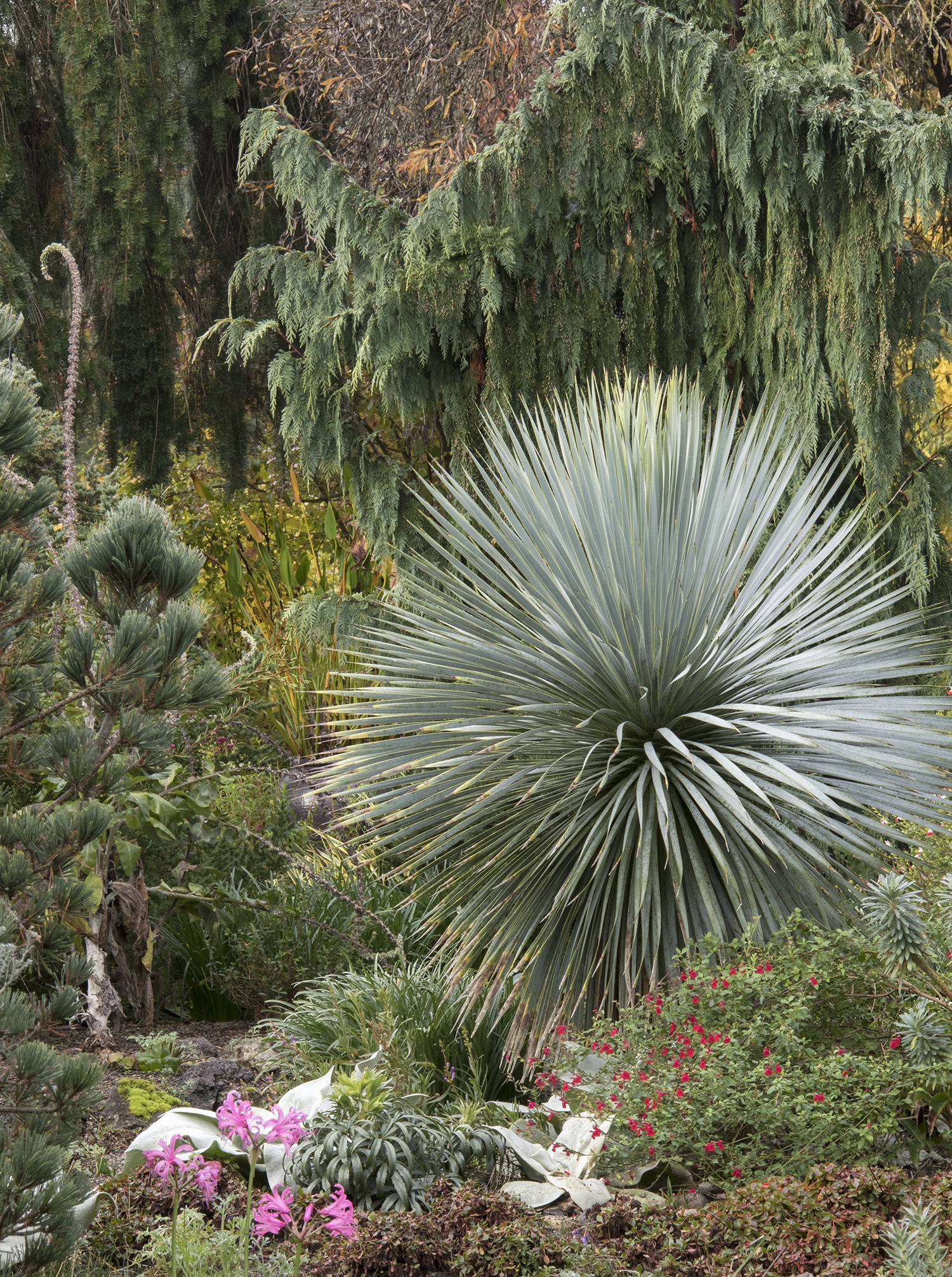 Sapphire Skies Beaked Blue Yucca, Yucca rostrata 'Sapphire Skies'