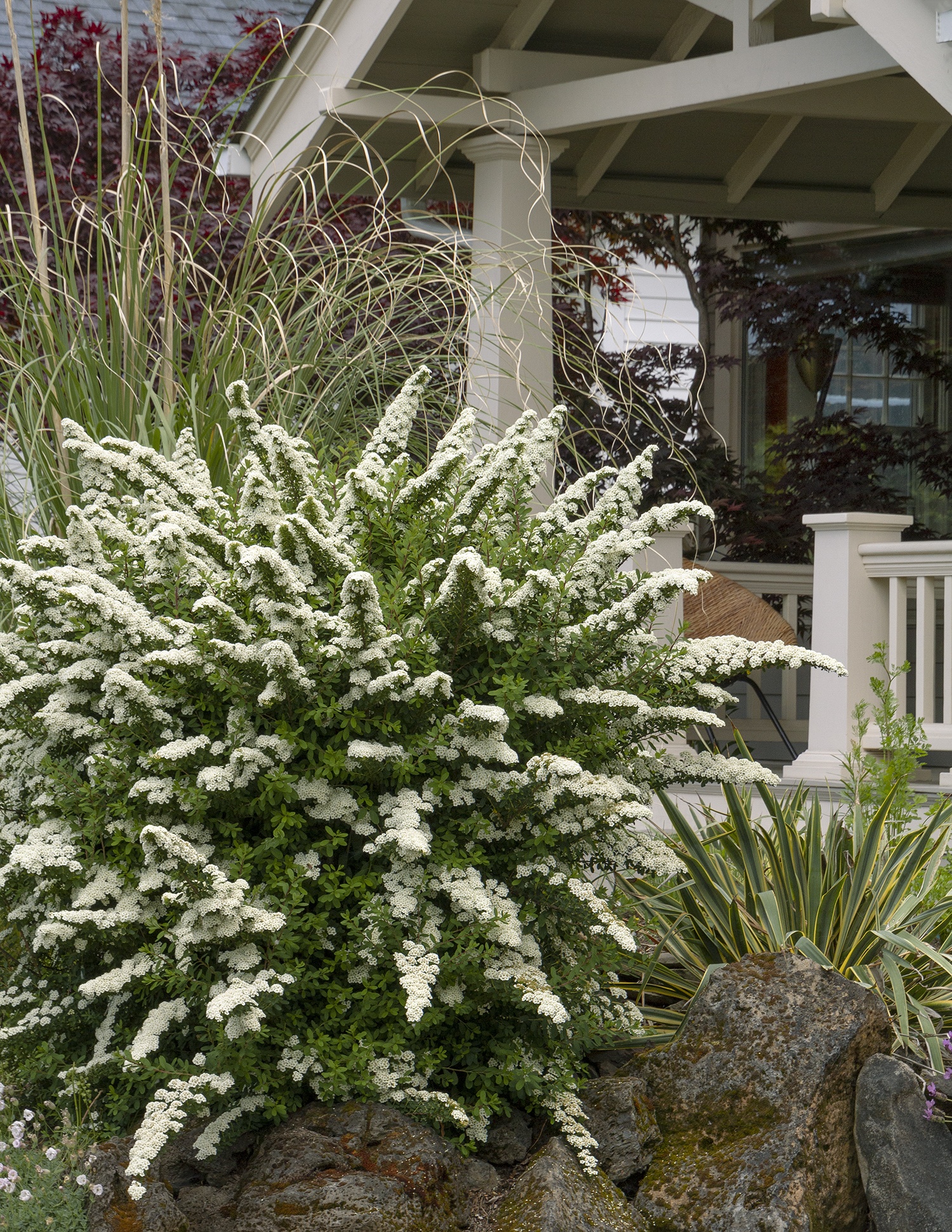 Snowmound Spirea, Spiraea nipponica 'Snowmound', Monrovia Plant