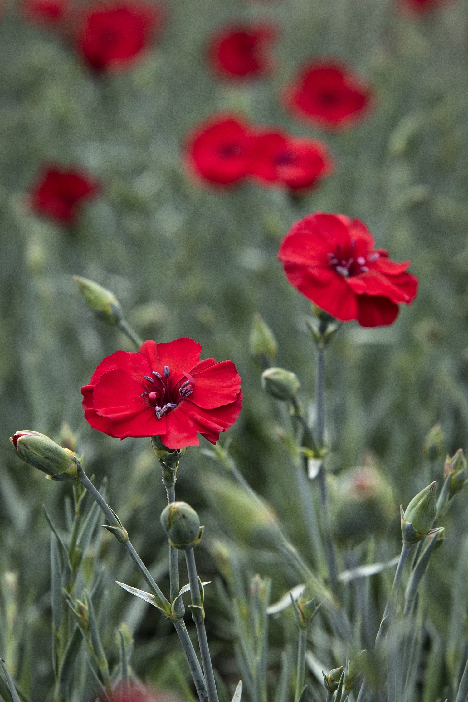 American Pie® Cherry Pie Dianthus, Dianthus hybrid 'Wp19 Pie65' PP #32,445