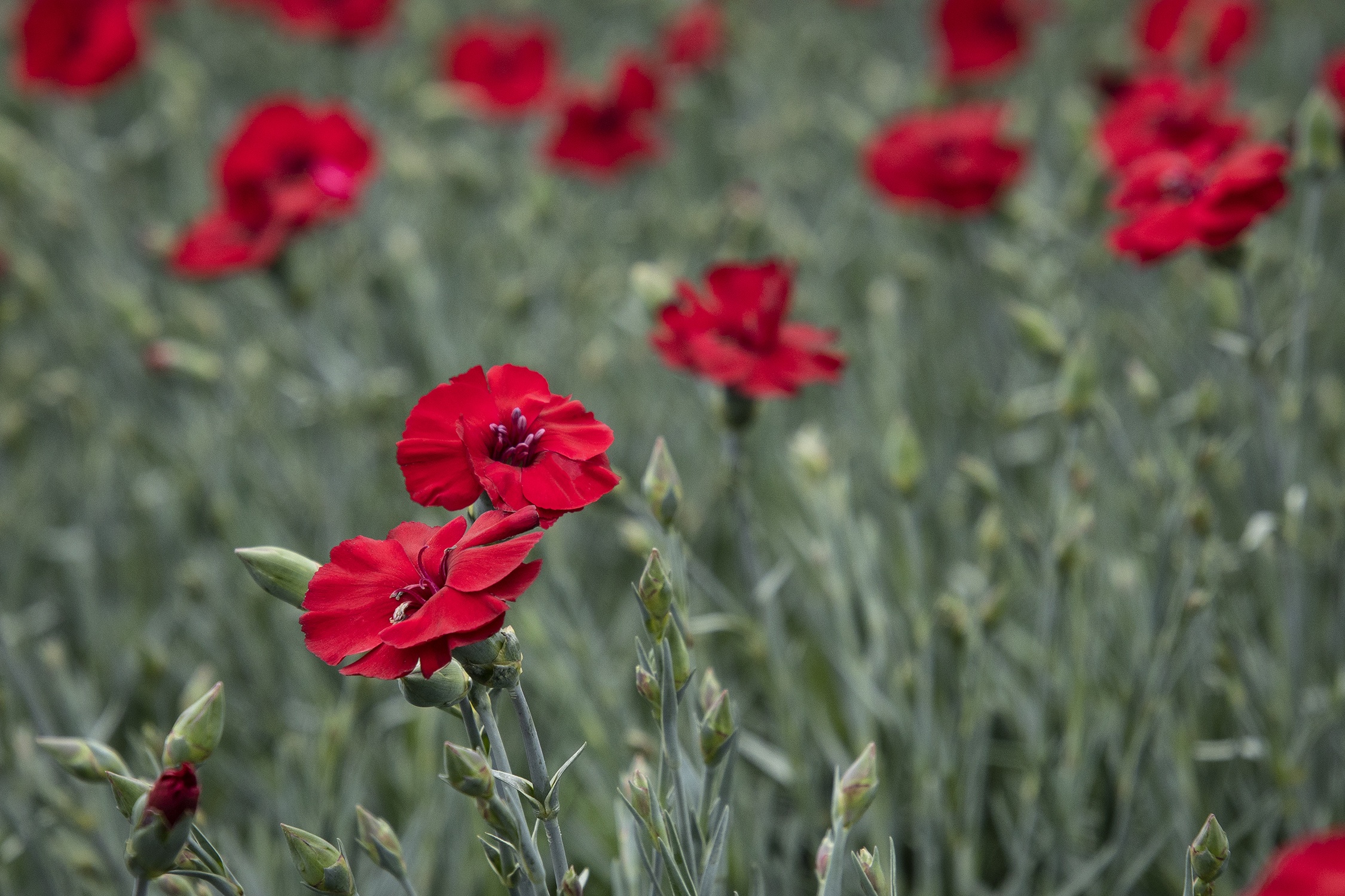 American Pie® Cherry Pie Dianthus, Dianthus hybrid 'Wp19 Pie65' PP #32,445