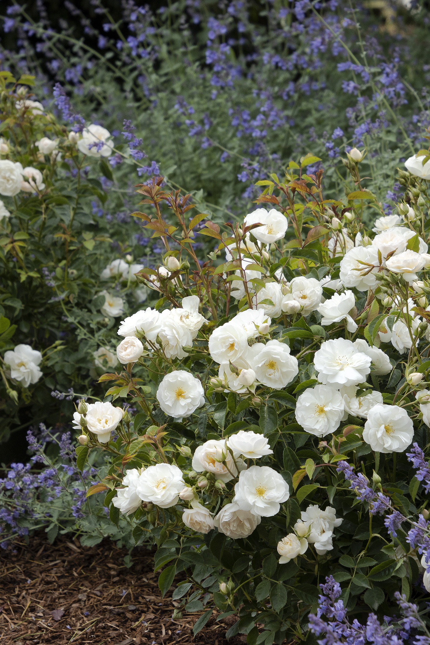 Nitty Gritty® White Rose, Rosa x 'BOKRARUISP' PP #33,151, Monrovia Plant