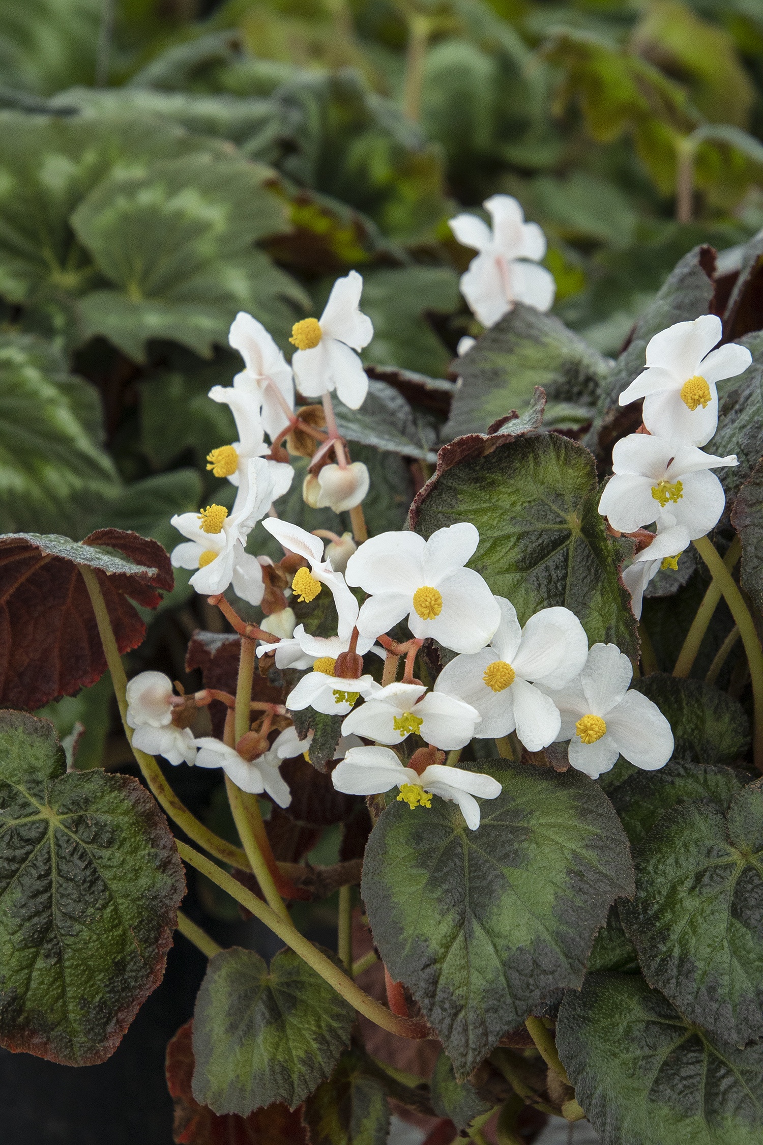 Tectonic® Pangea Begonia, Begonia markiana 'DJHAP18090', Monrovia Plant