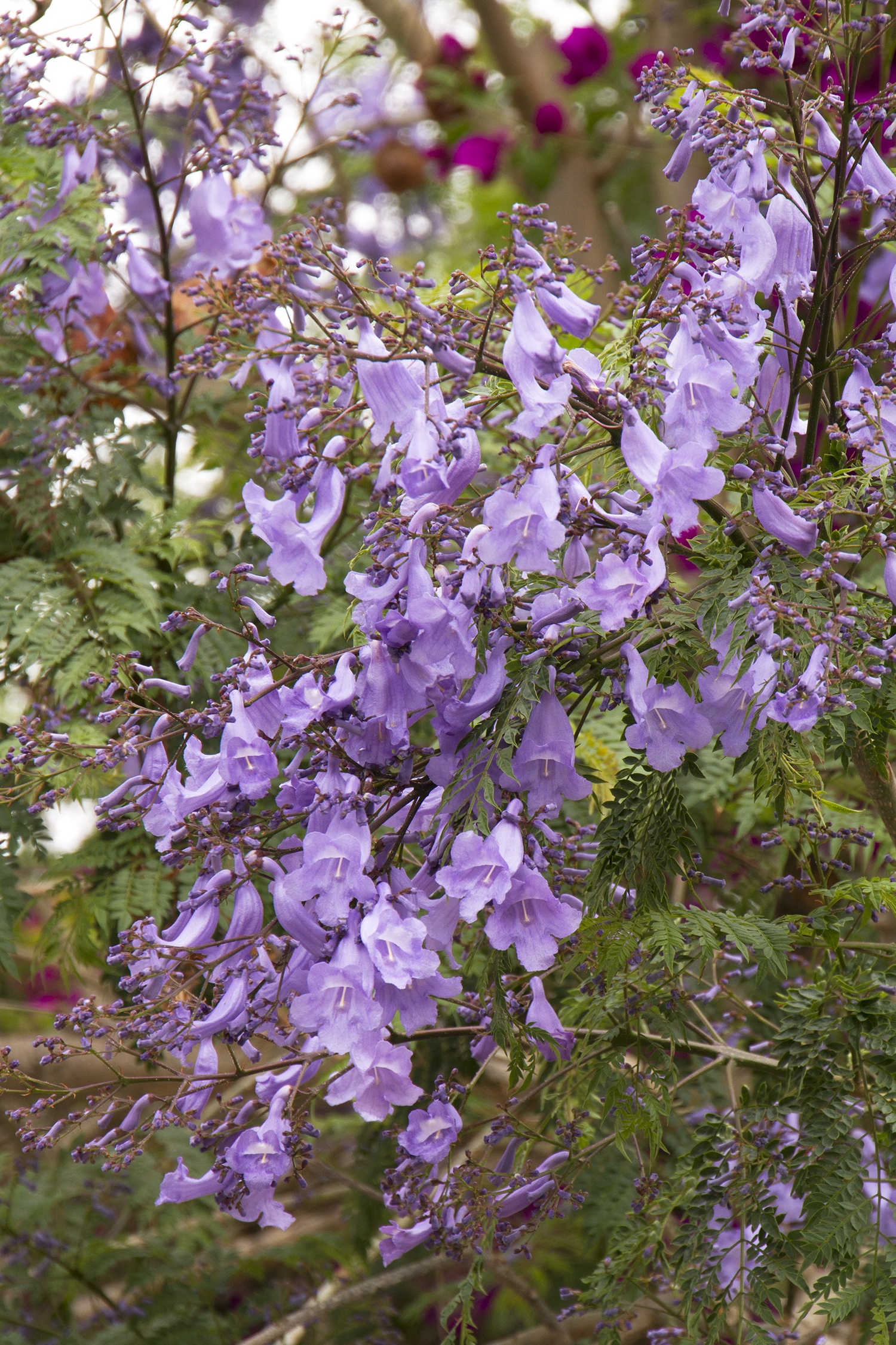 Jacaranda, Jacaranda mimosifolia, Monrovia Plant