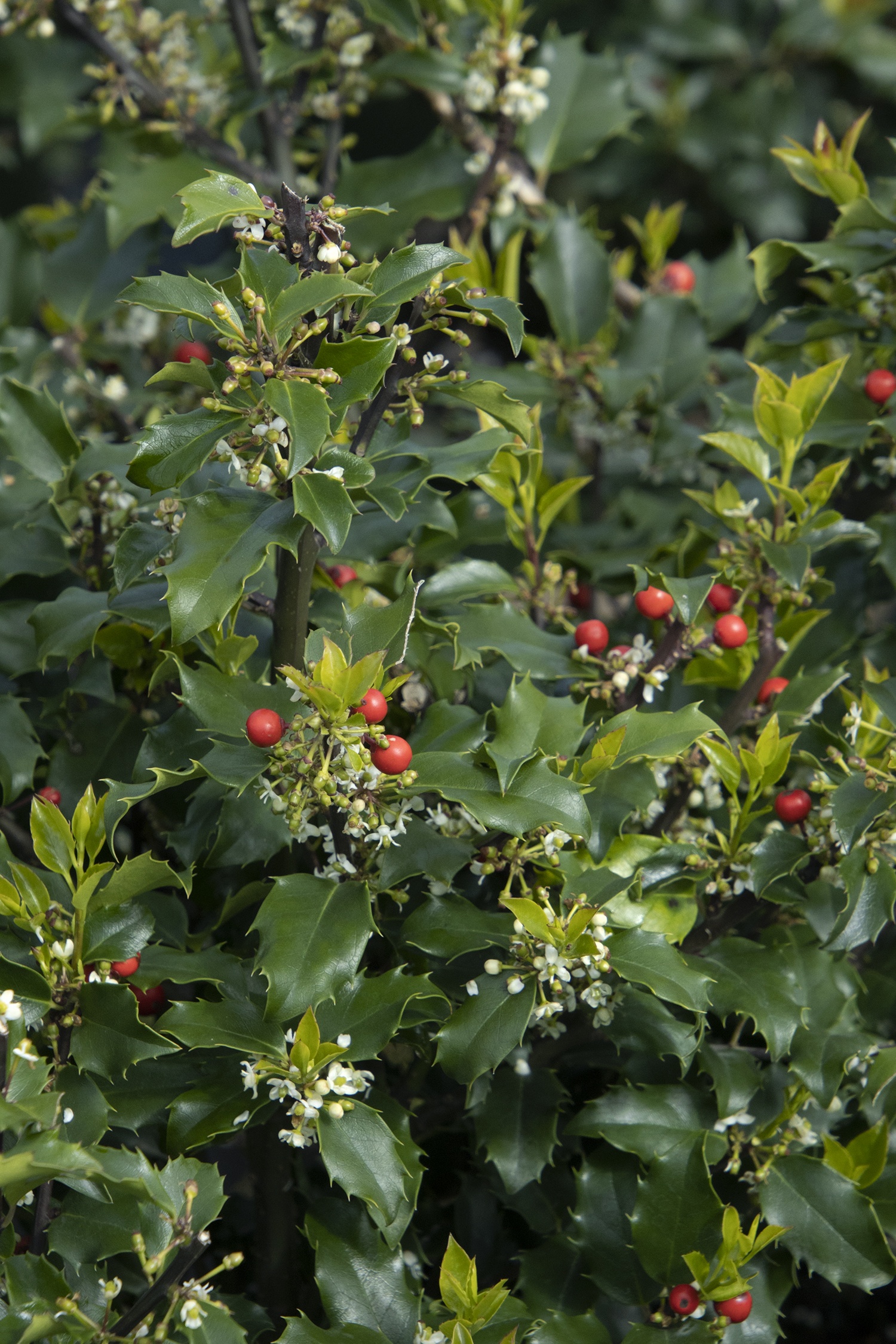 Blue Princess Holly, Ilex x meserveae 'Blue Princess', Monrovia Plant