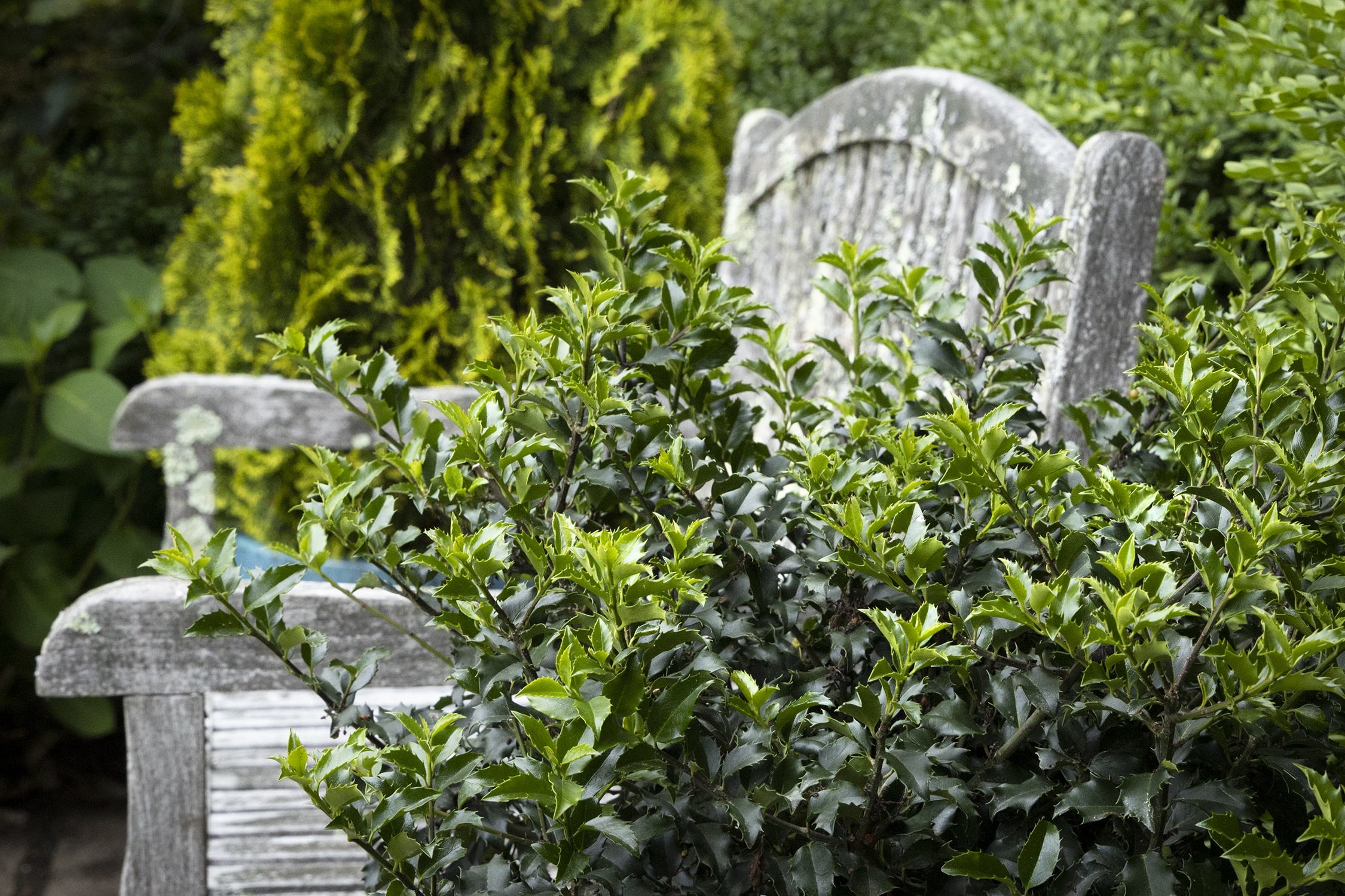 Blue Princess Holly, Ilex x meserveae 'Blue Princess', Monrovia Plant
