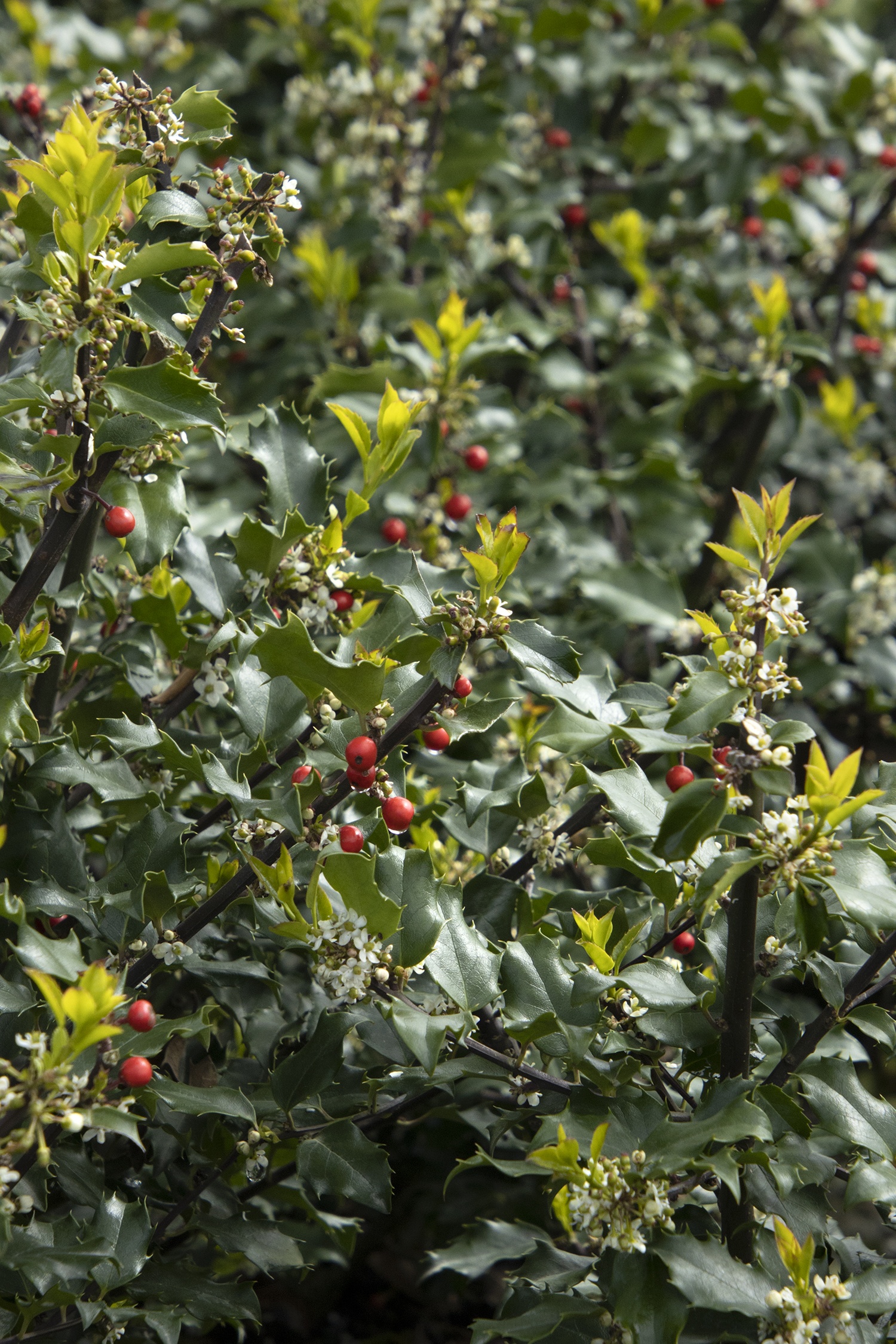 Blue Princess Holly, Ilex x meserveae 'Blue Princess', Monrovia Plant