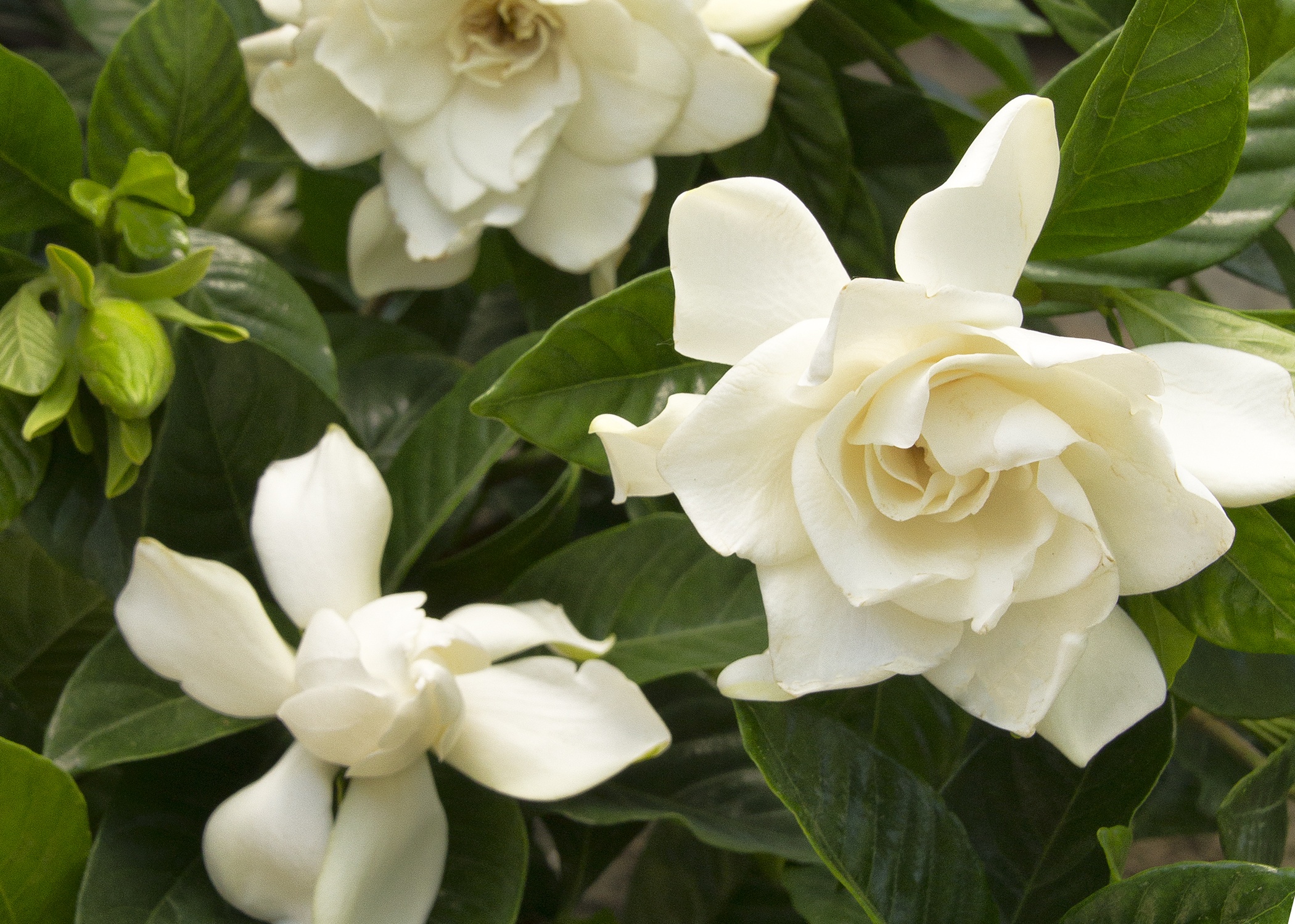 Mystery Gardenia (Grafted), Monrovia Plant