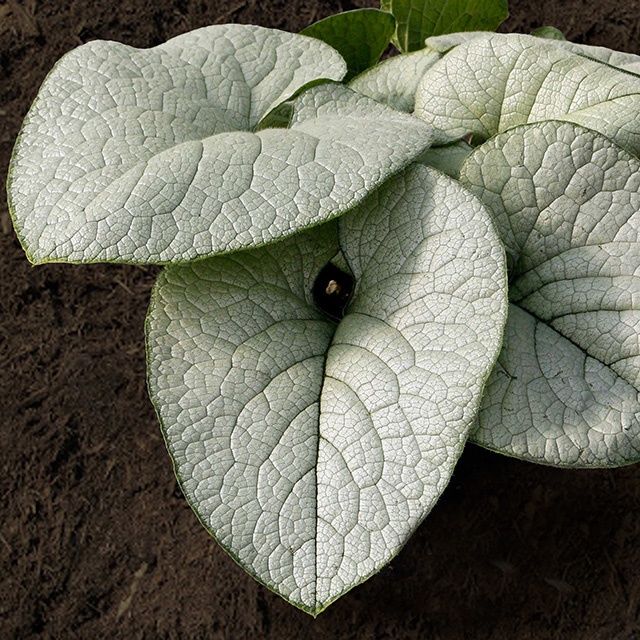 Alexandria Brunnera, Brunnera 'Alexandria', Monrovia Plant