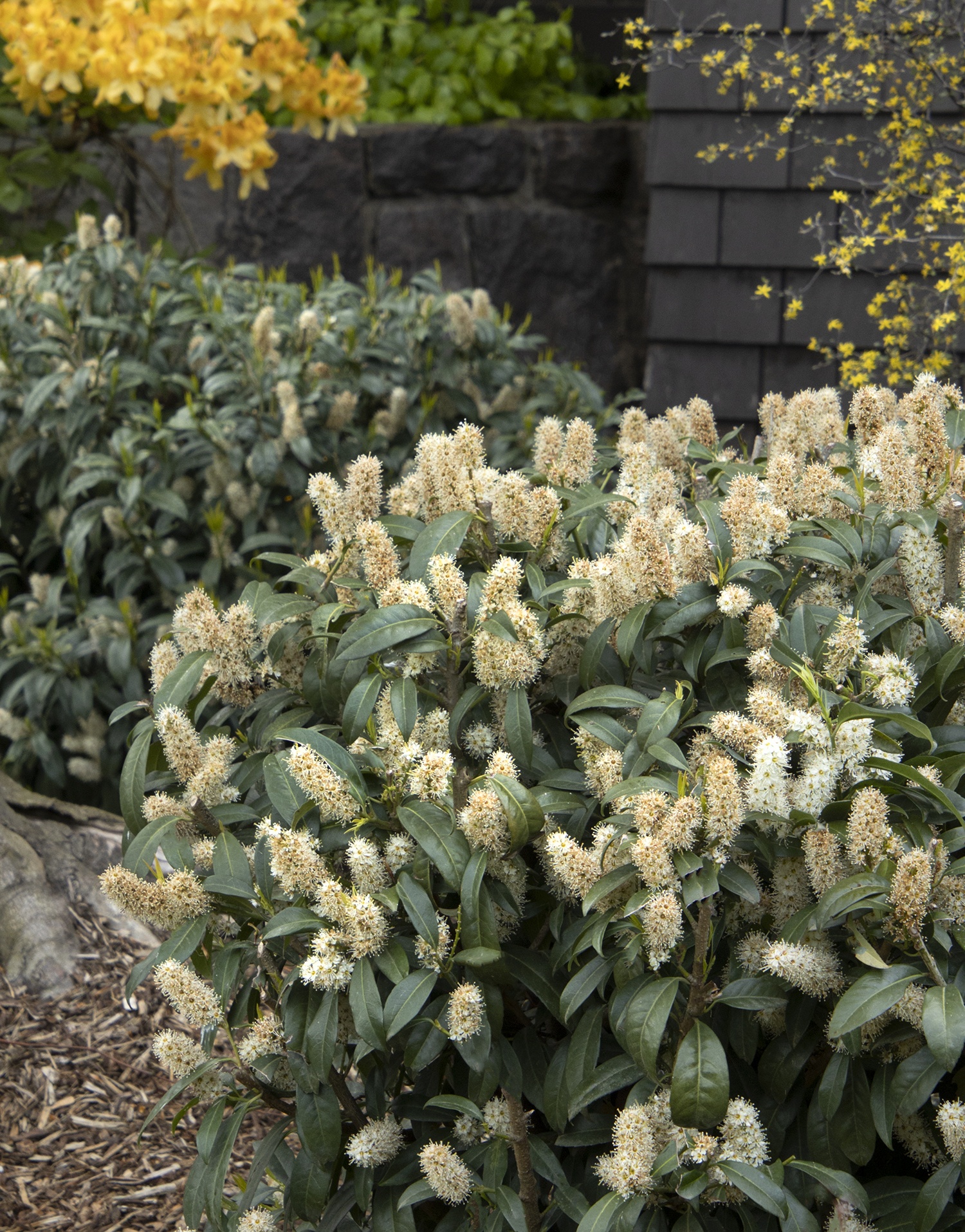 Chestnut Hill Cherry Laurel, Prunus laurocerasus 'Chestnut Hill' PP #24,880