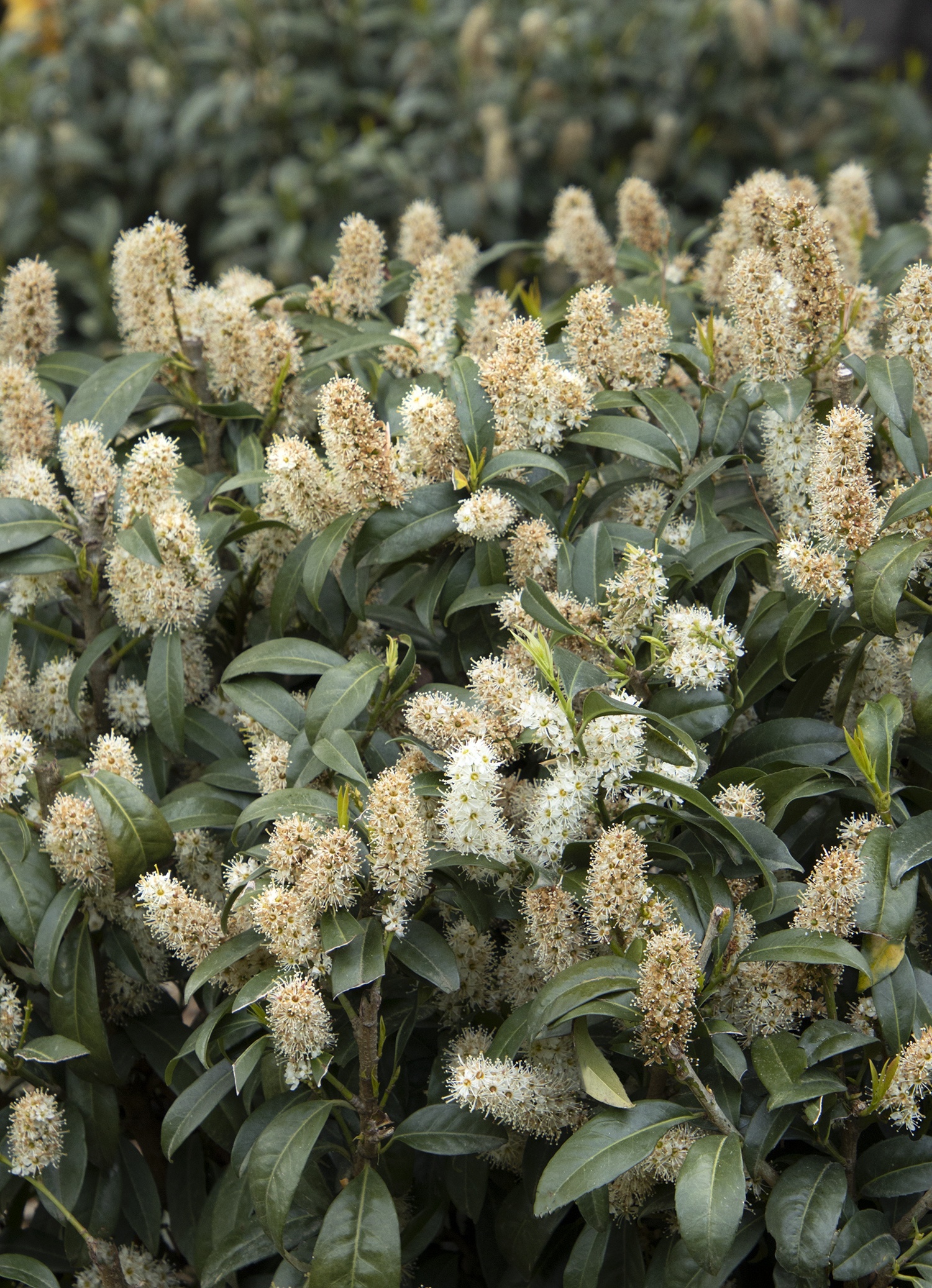 Chestnut Hill Cherry Laurel, Prunus laurocerasus 'Chestnut Hill' PP #24,880