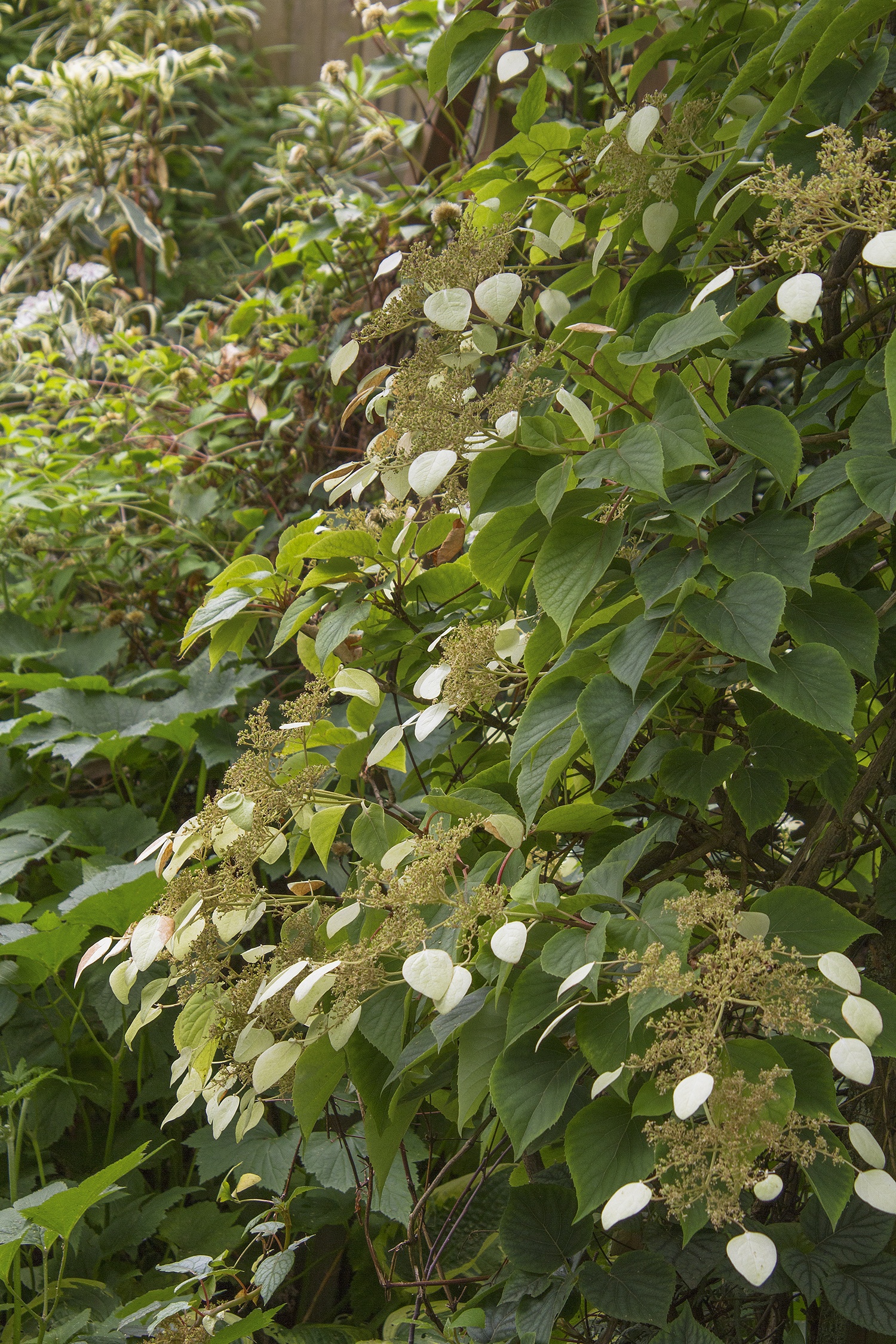 Moonlight Chinese Hydrangea Vine, Schizophragma hydrangeoides 'Moonlight'