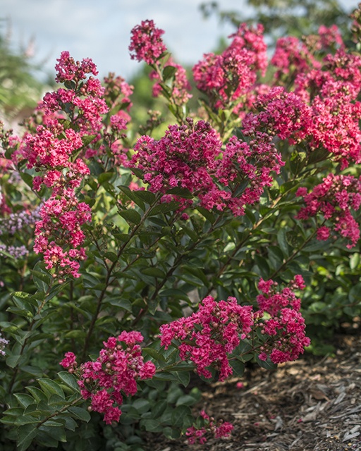 Bellini® Raspberry Crape Myrtle, Monrovia Plant