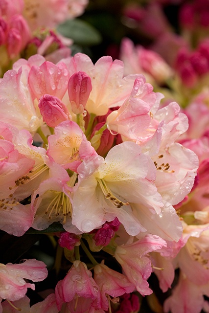 Percy Wiseman Rhododendron, Rhododendron yakushimanum 'Percy Wiseman' (H-2)