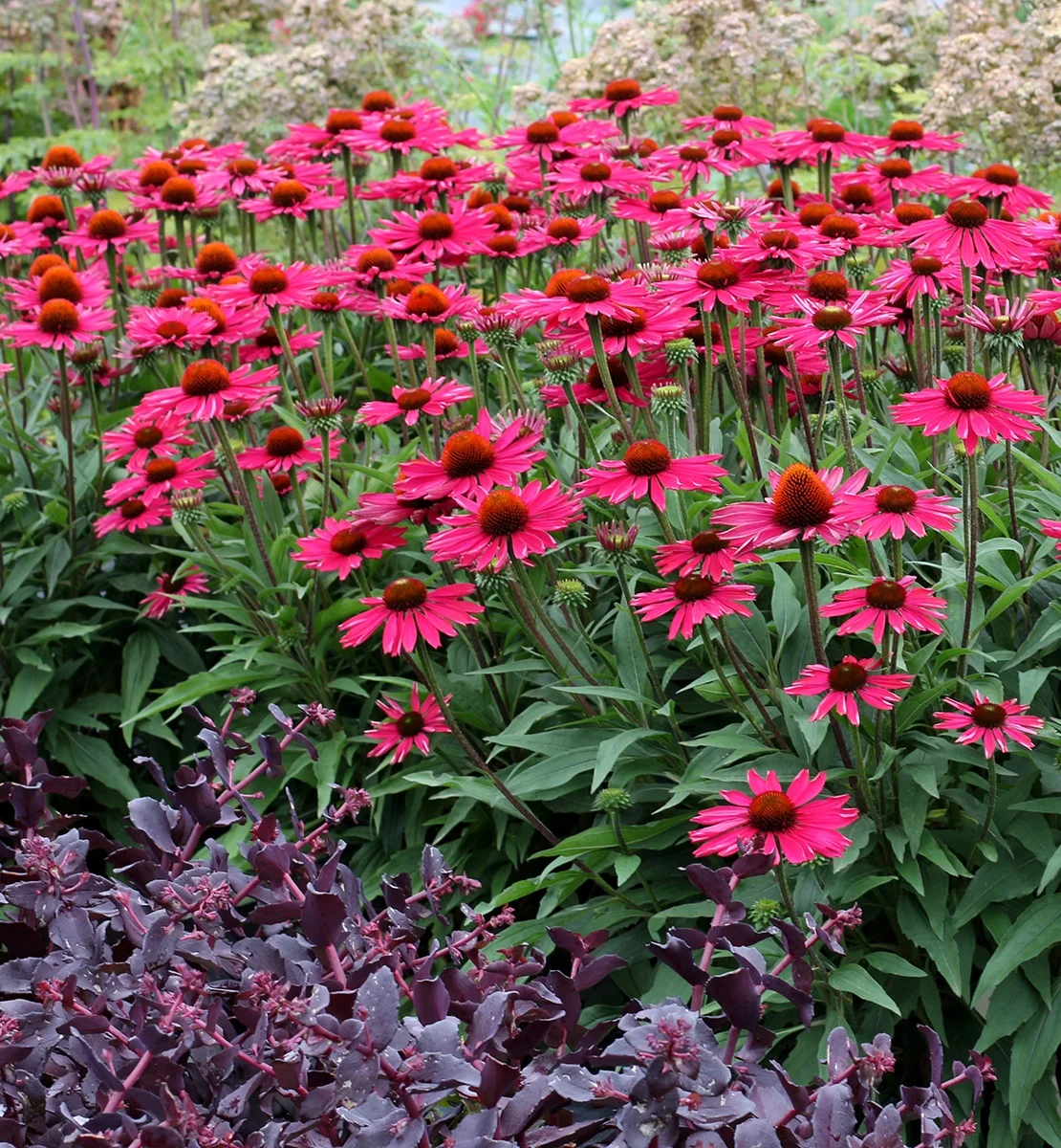 Kismet® Raspberry Coneflower, Echinacea hybrid 'TNECHKR' PP #28,768