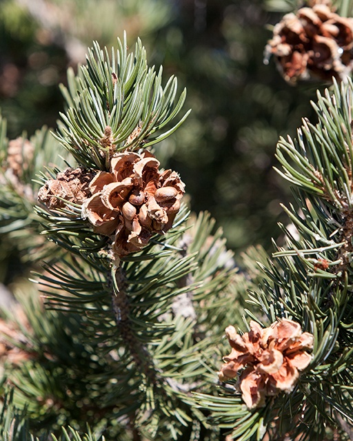 Two-Needle Pinyon Pine, Pinus edulis, Monrovia Plant