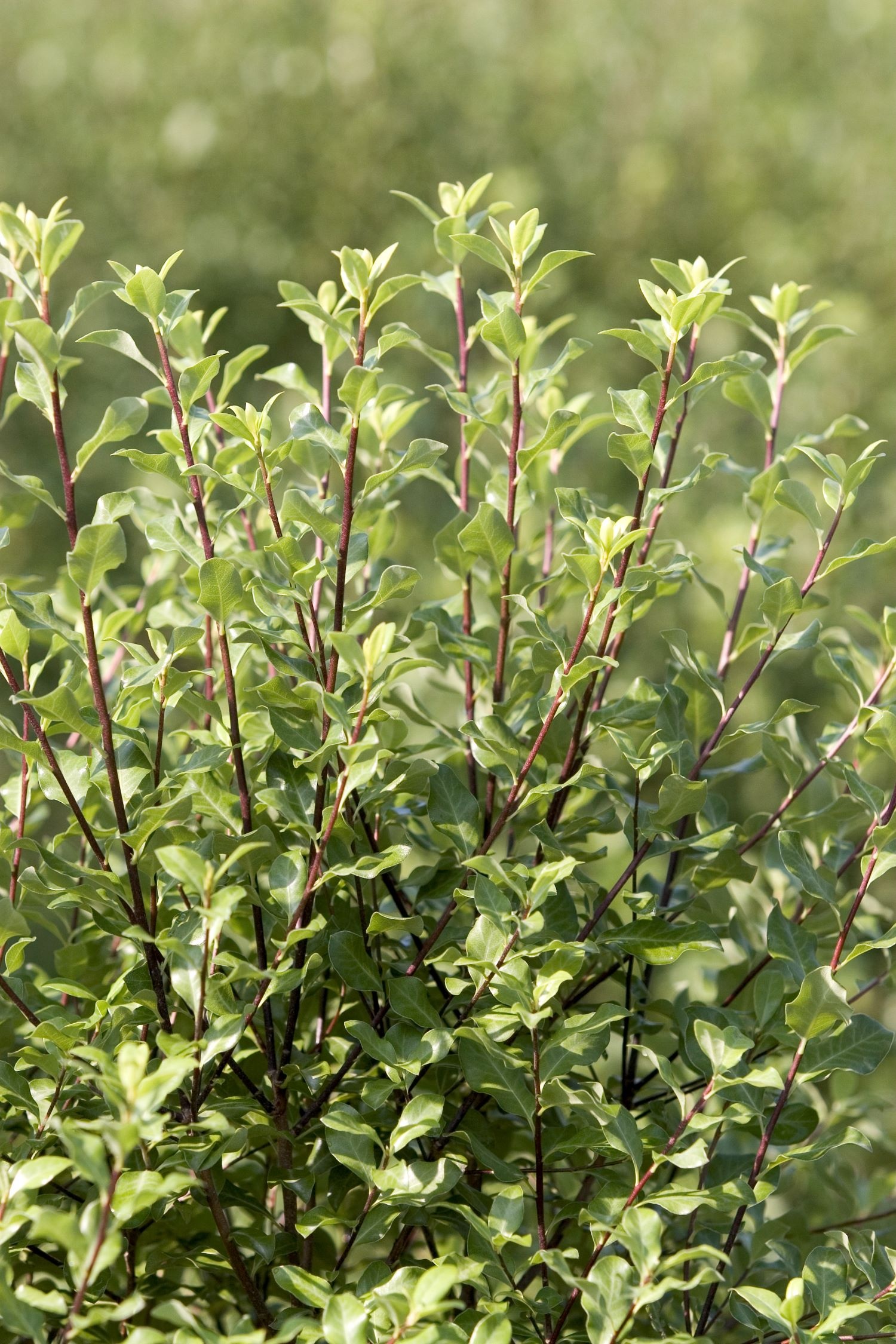 Wrinkled Blue Pittosporum, Pittosporum tenuifolium 'Wrinkled Blue'