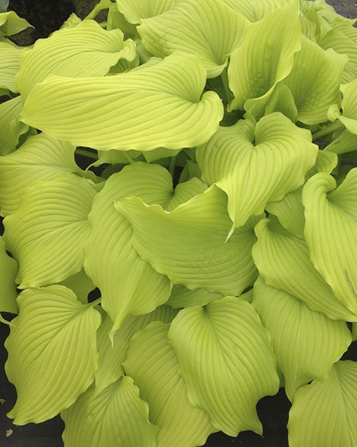 Dancing Queen Hosta, Hosta 'Dancing Queen', Monrovia Plant