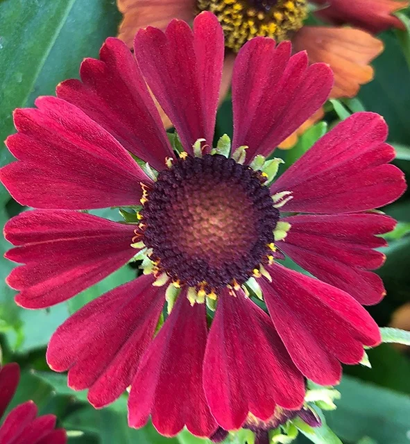 Hayday™ Red Helenium, Helenium autumnale, Monrovia Plant
