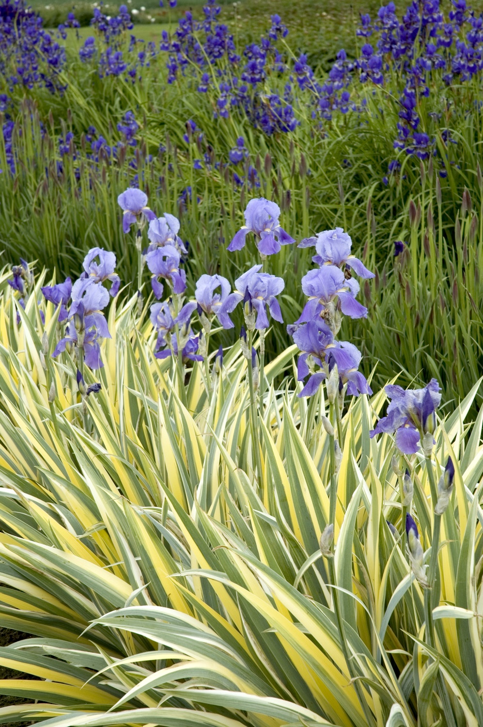 Variegated Sweet Iris, Iris pallida 'Variegata', Monrovia Plant