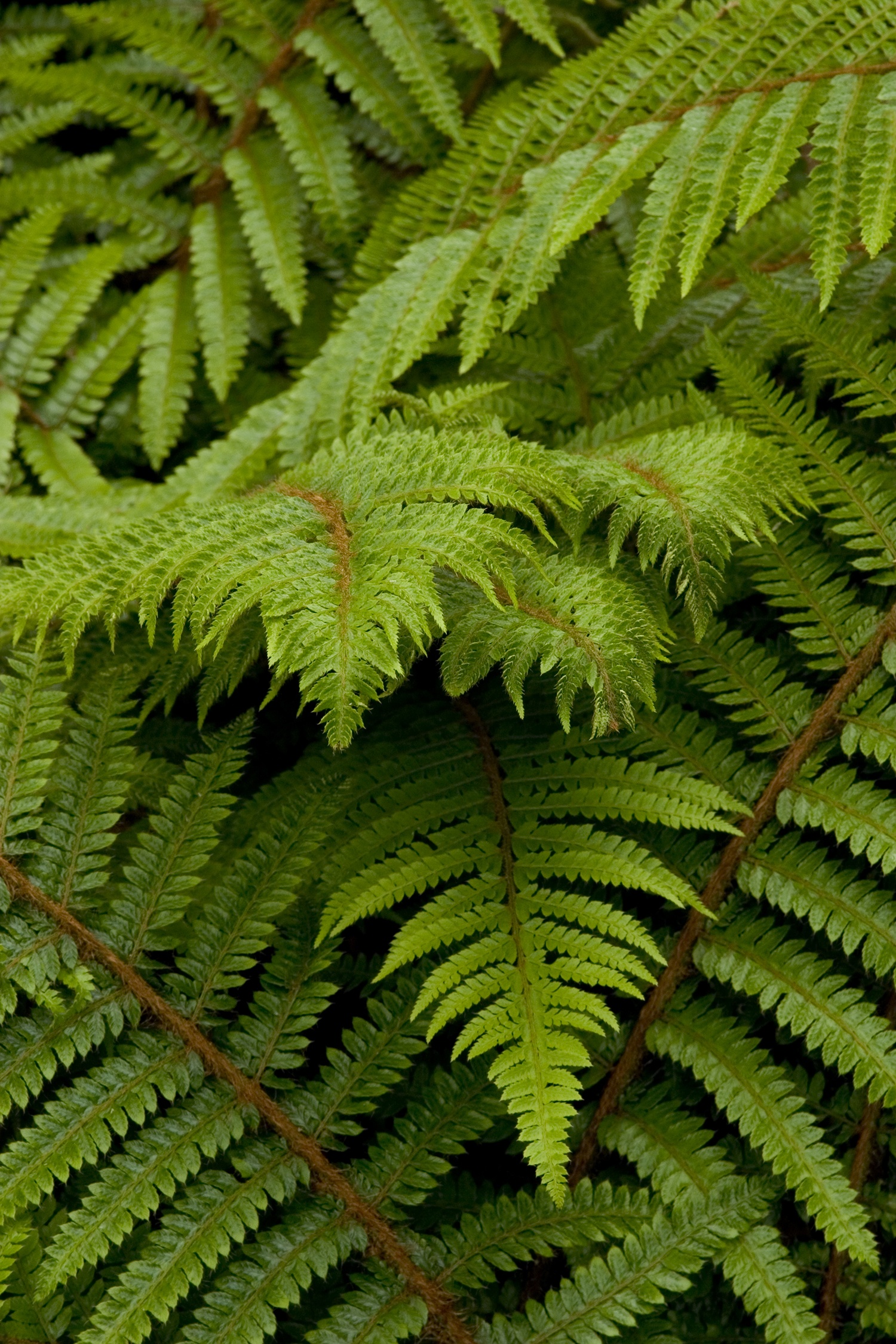 Soft Shield Fern, Polystichum setiferum, Monrovia Plant