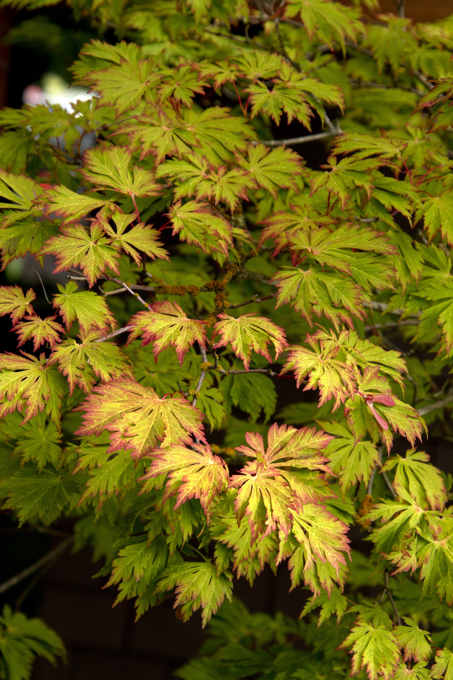 Fernleaf Full-Moon Maple, Acer japonicum 'Aconitifolium', Monrovia Plant