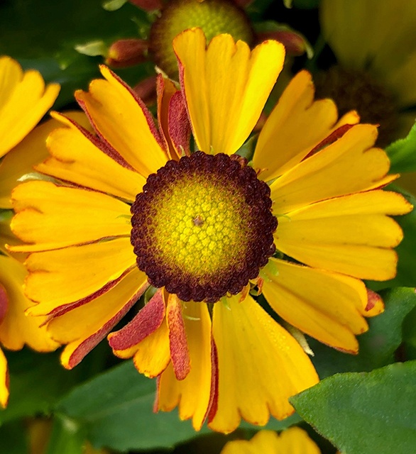 Hayday™ Gold Bicolor Helenium, Helenium autumnale, Monrovia Plant