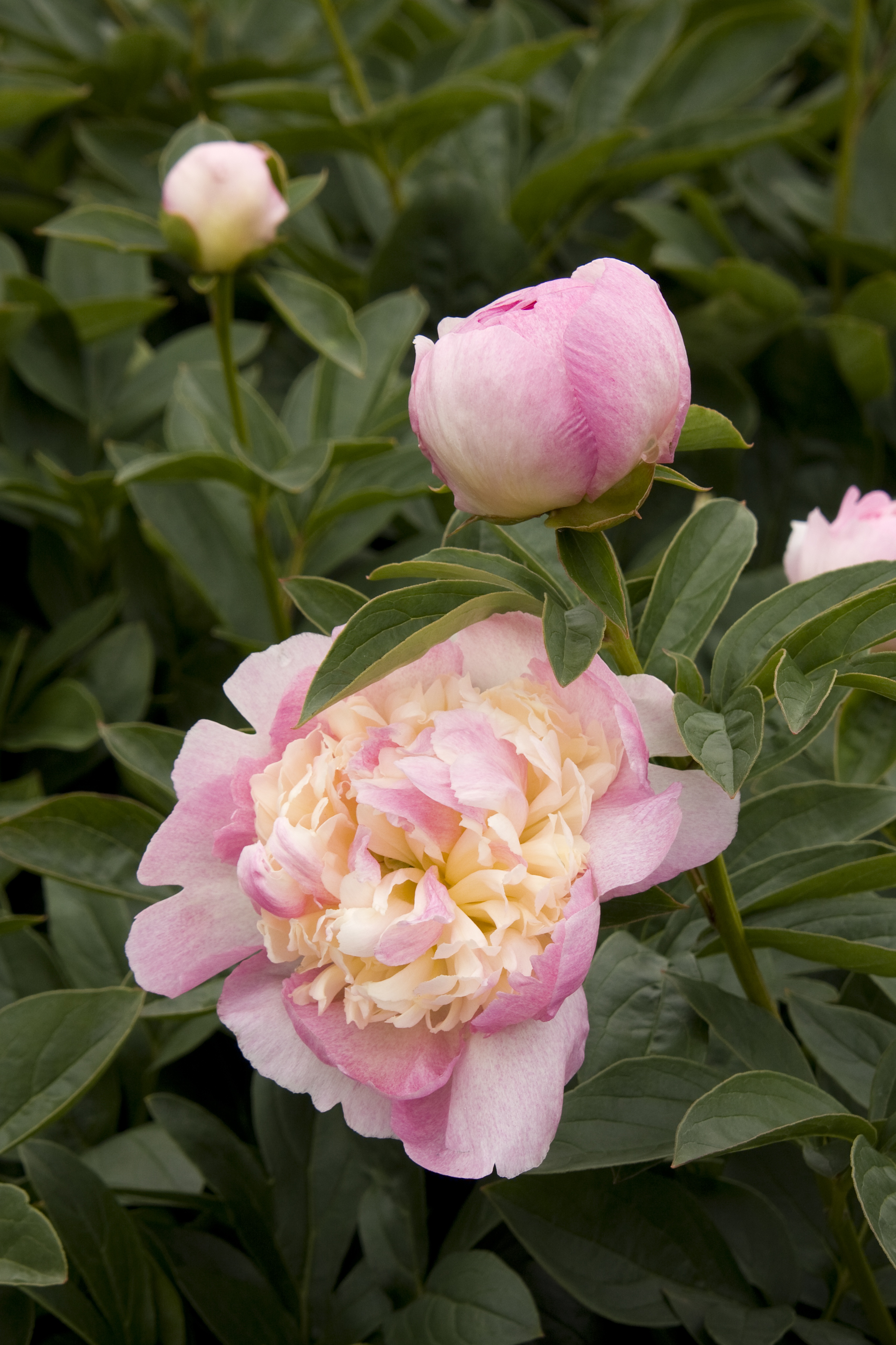 Raspberry Sundae Peony, Paeonia hybrid 'Raspberry Sundae', Monrovia Plant